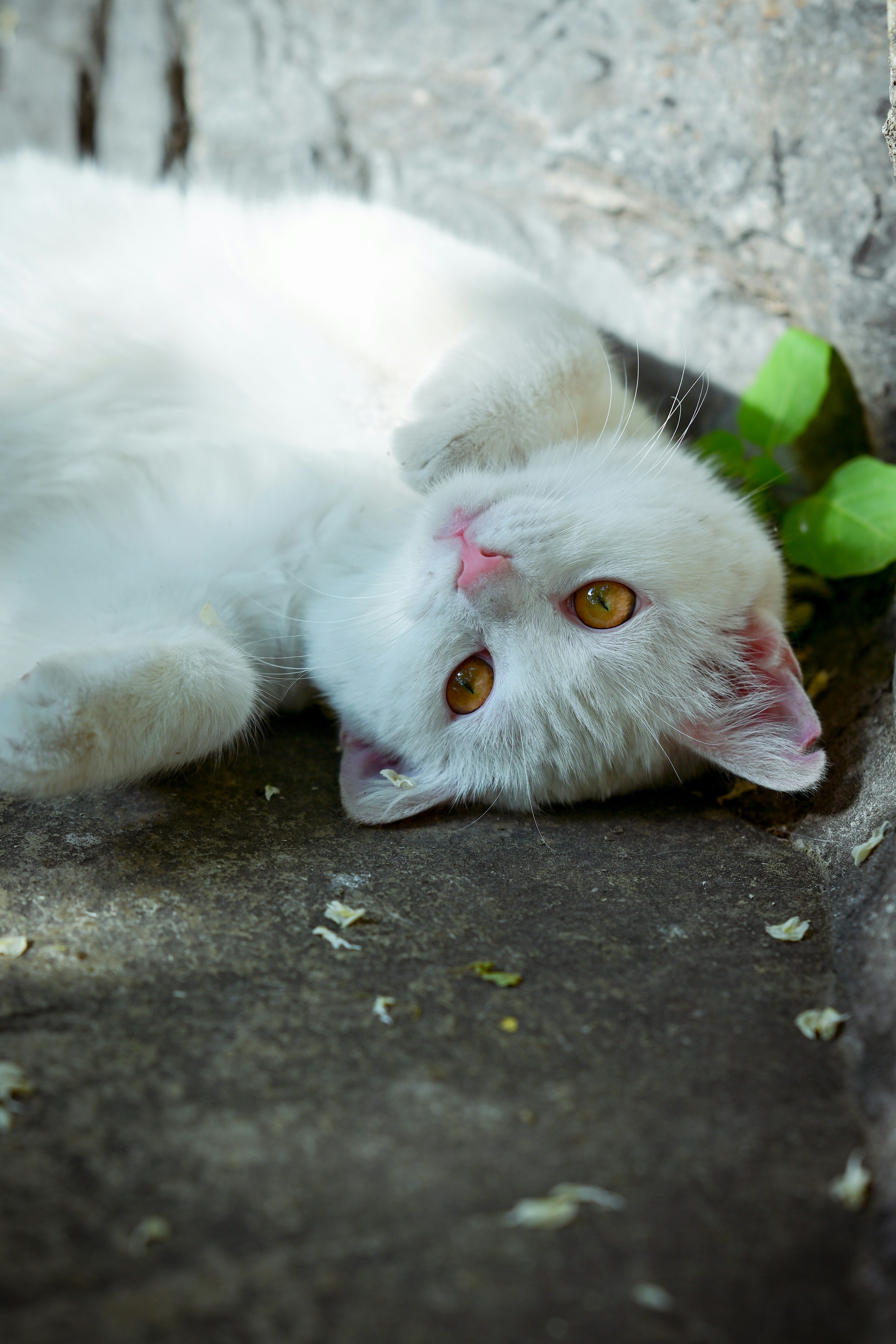 Whiskered Calm: A White Cat Reposes in Dappled Light