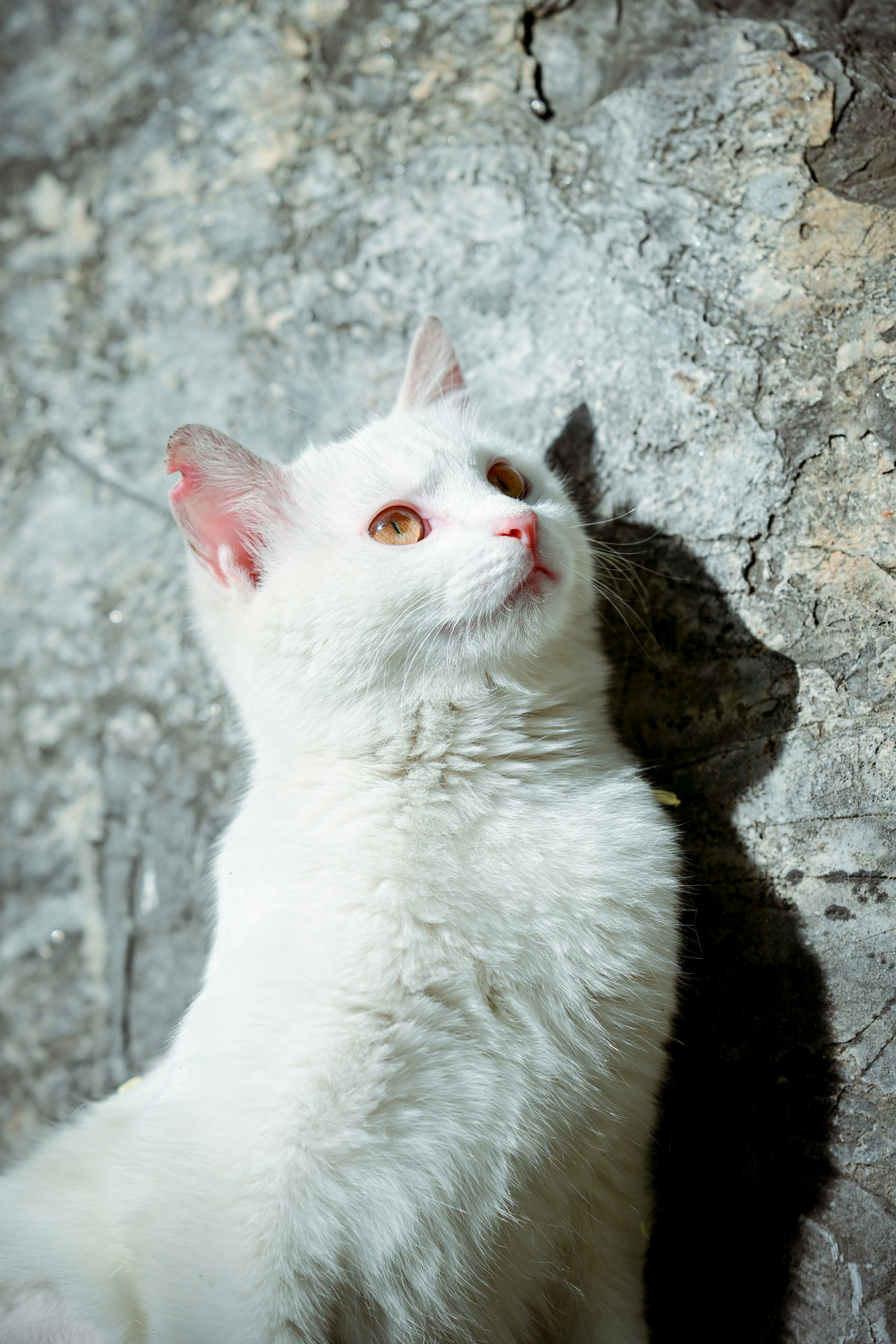 White Cat Against Rough Stone: Portrait of Curiosity