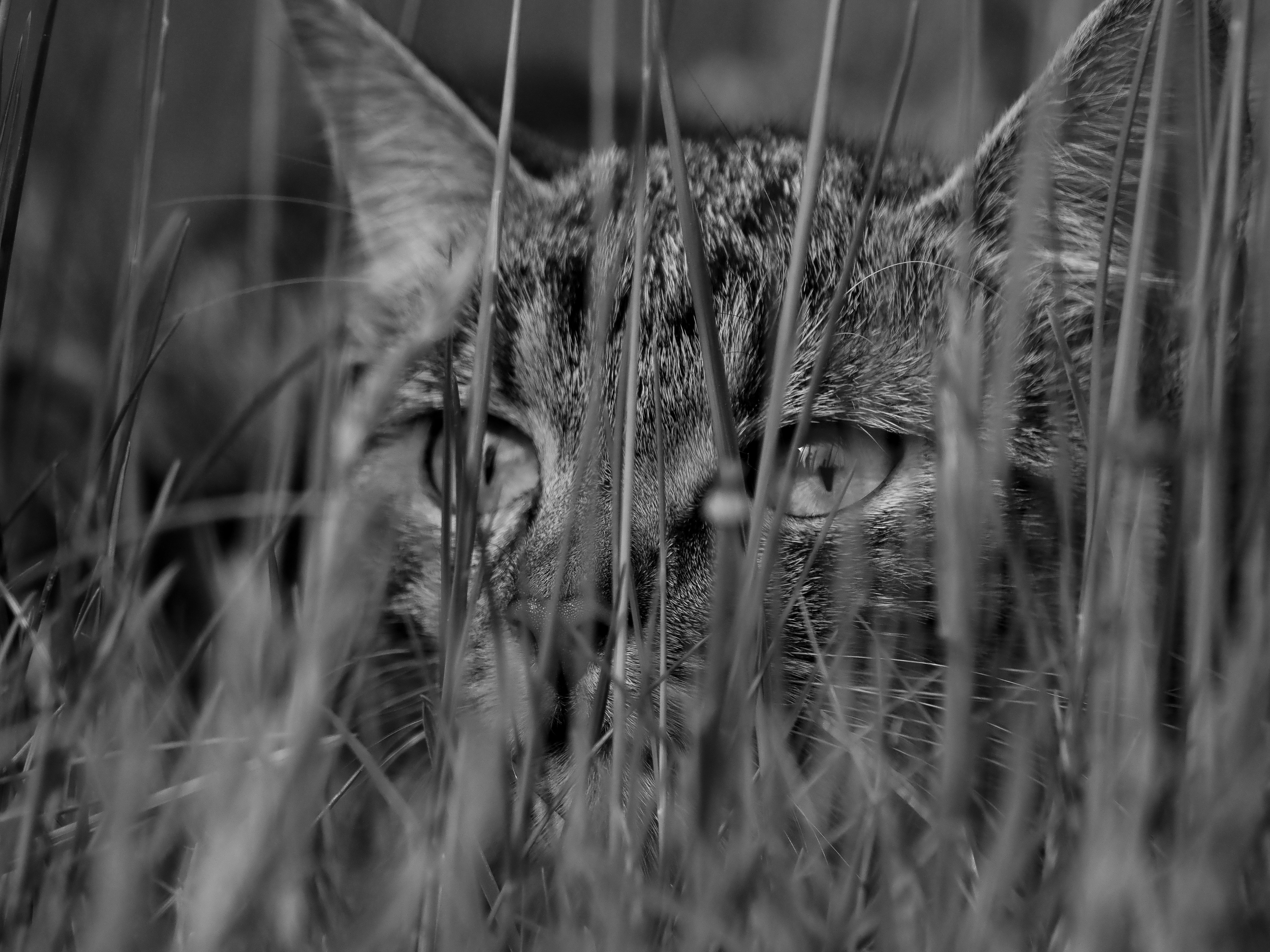 Low Lens Peek: A Leopard's Gaze Amid the Grasses