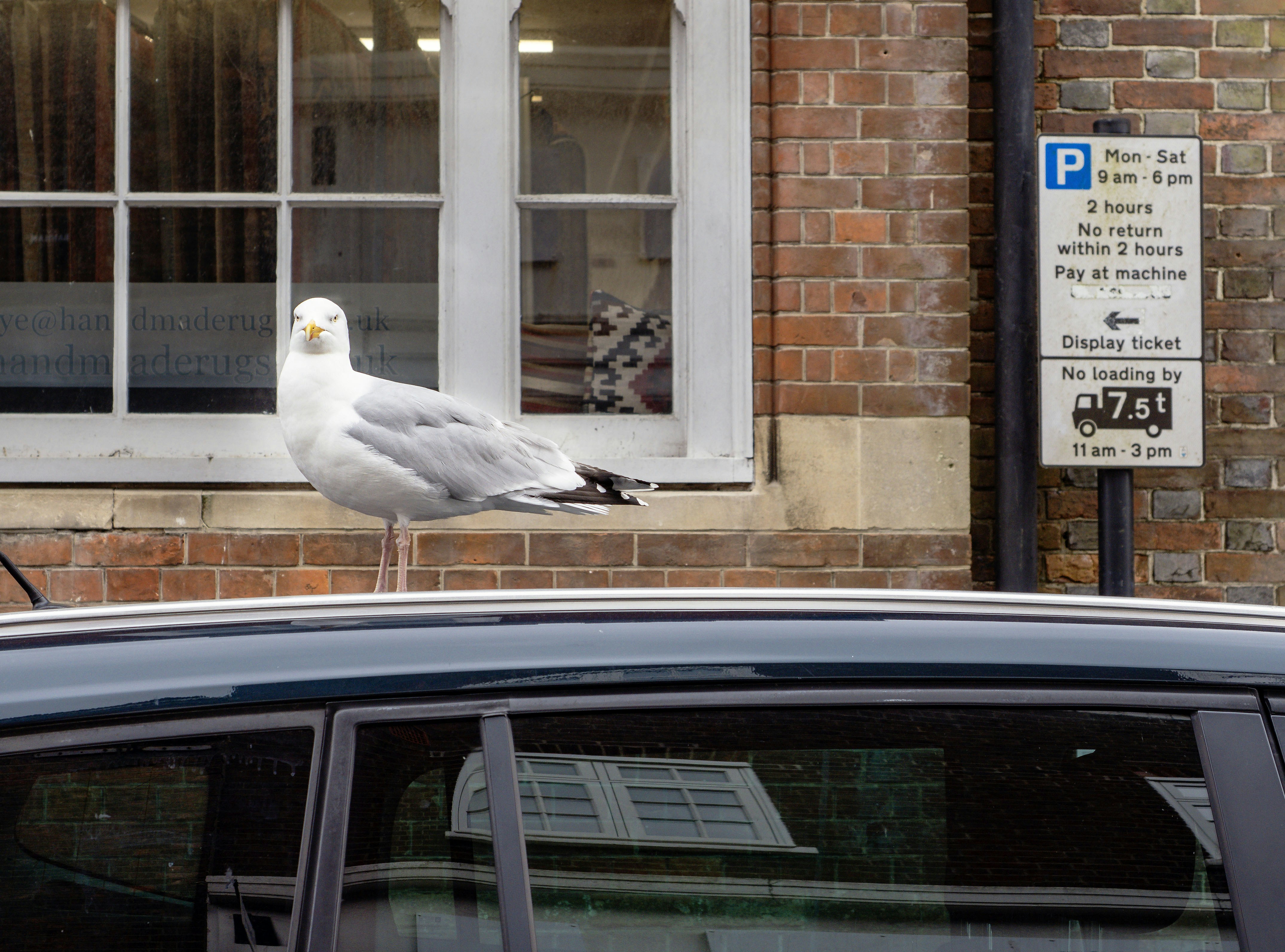 Seagull on a city-car مراقبة: urban window sill perch