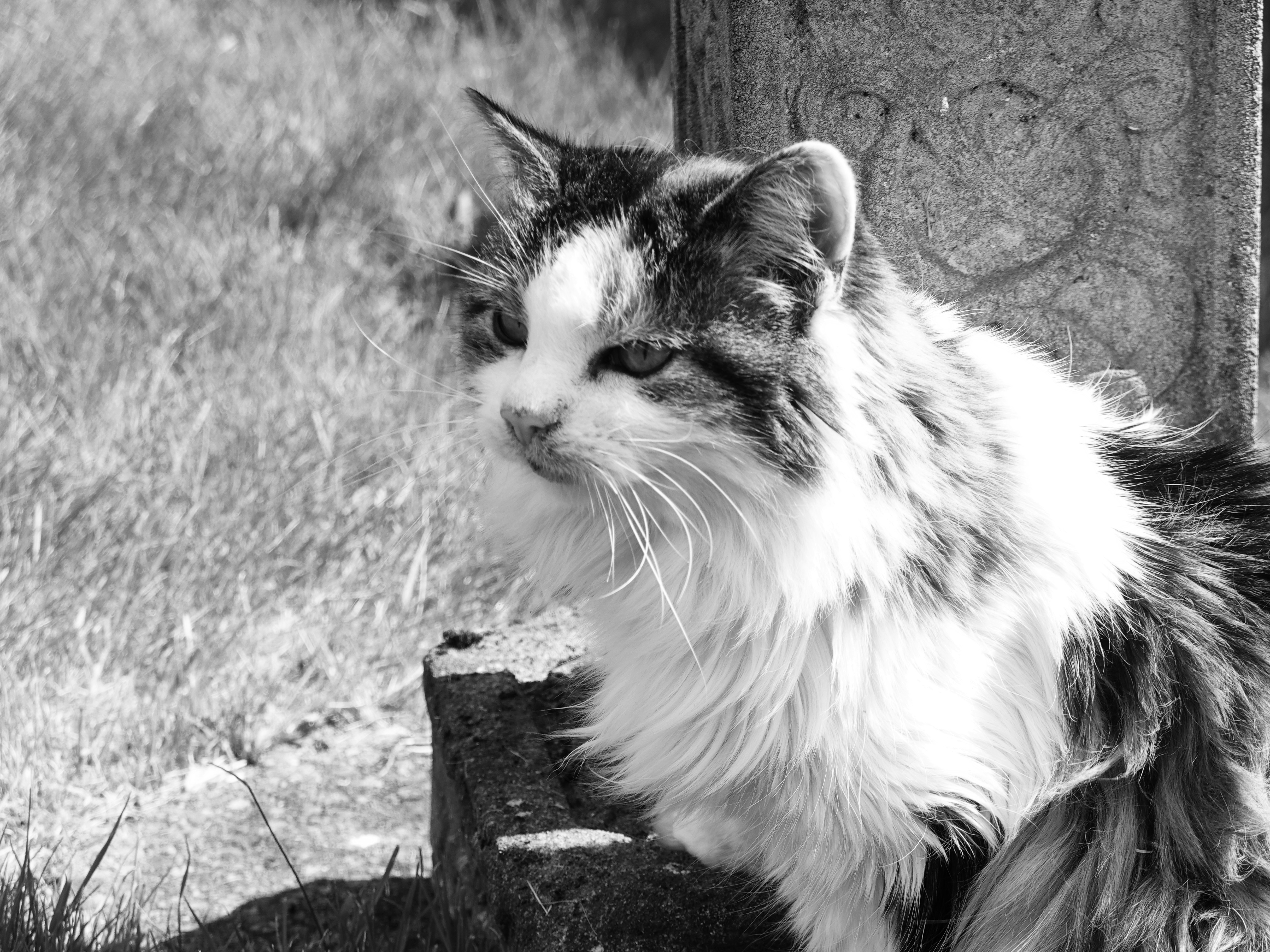 Grizzled Feline in Quiet Sunlit Corner