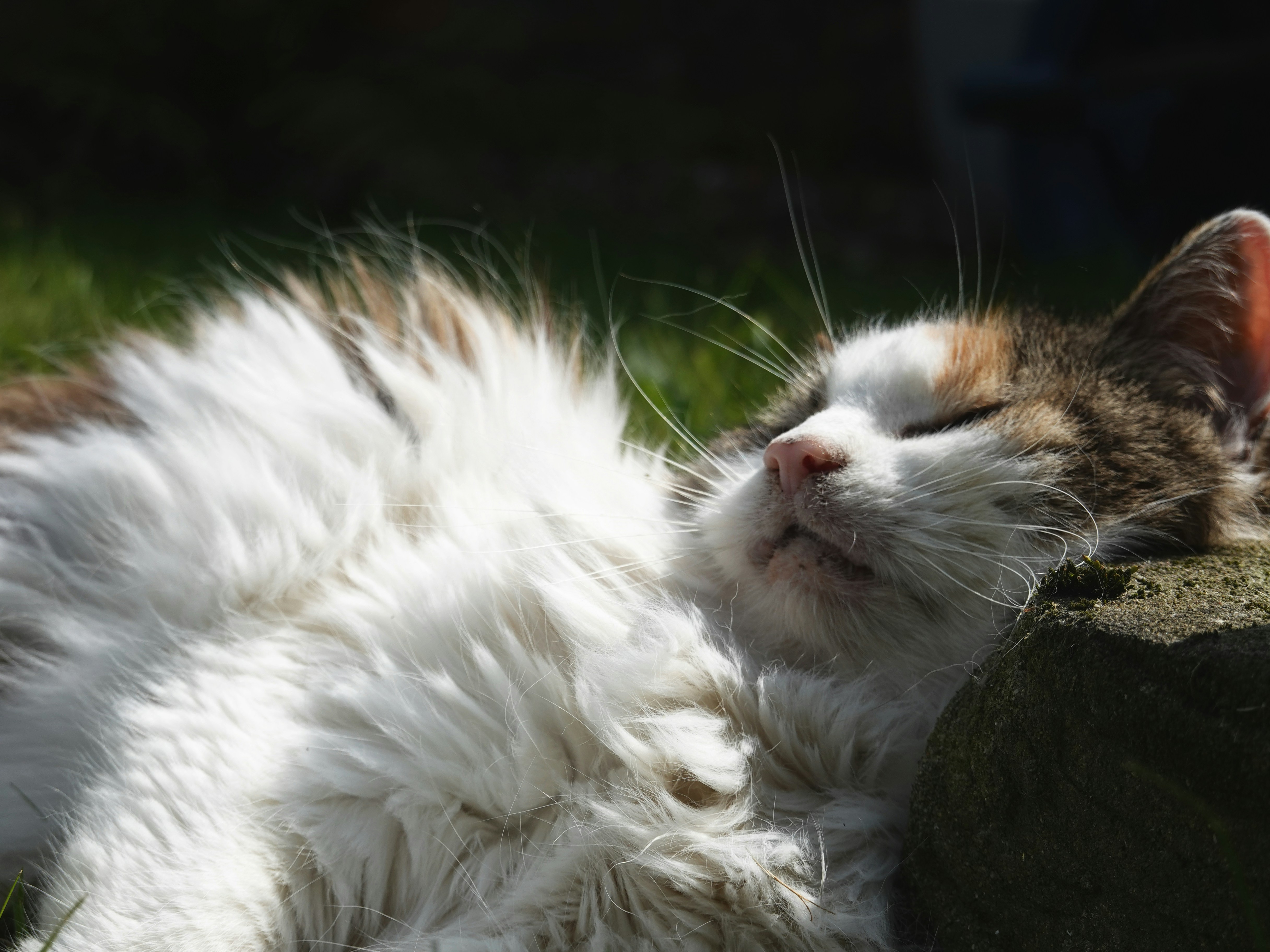 Sunlit Slumber: A Calico Cat Repose in Quiet Warmth