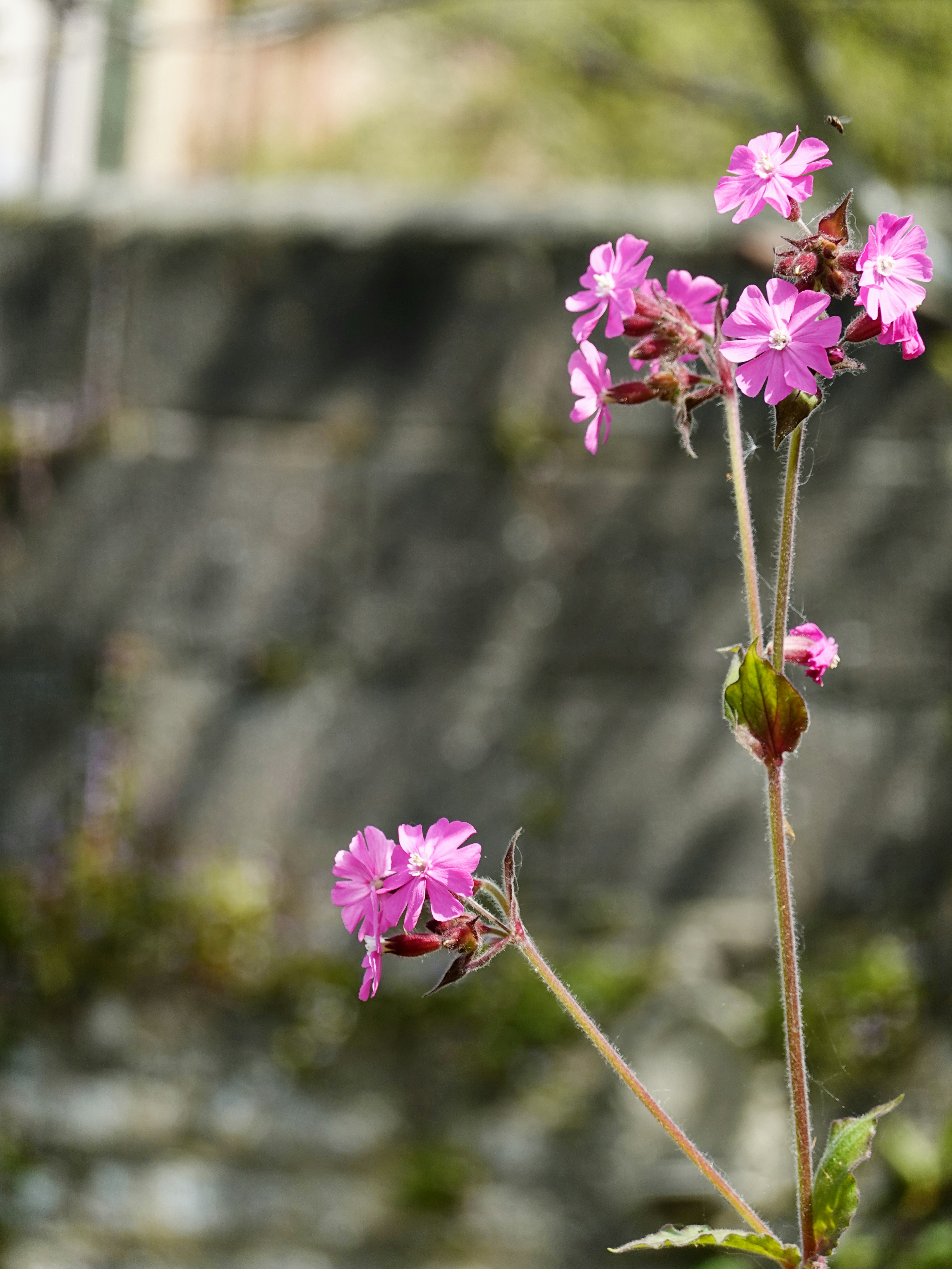 Pink blossoms reaching toward the light with a blurred stone wall backdrop