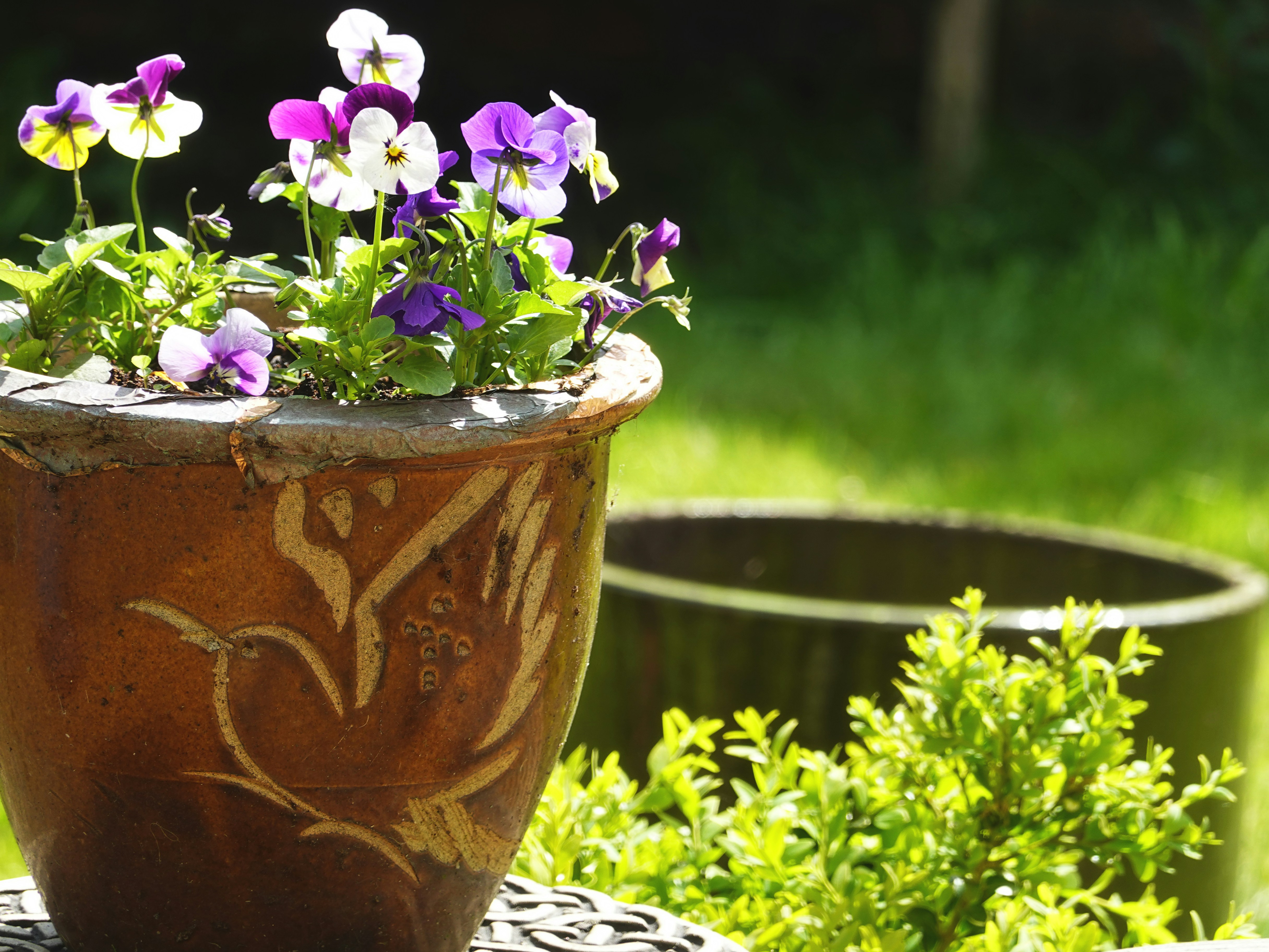 Clay Pot with Purple Pansies in Sunlit Garden
