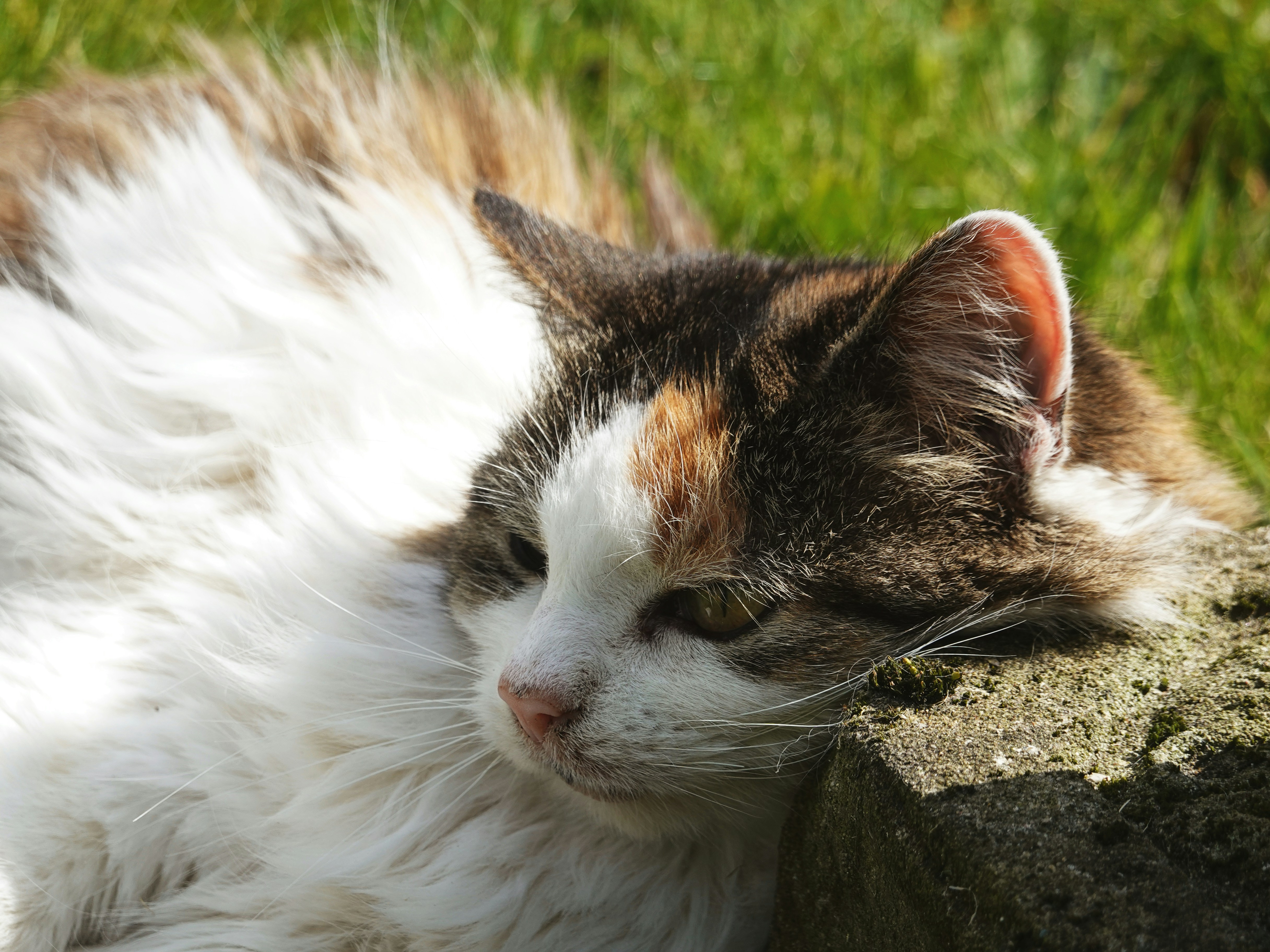 Calm Calico Dozing by the Sunlit Rock
