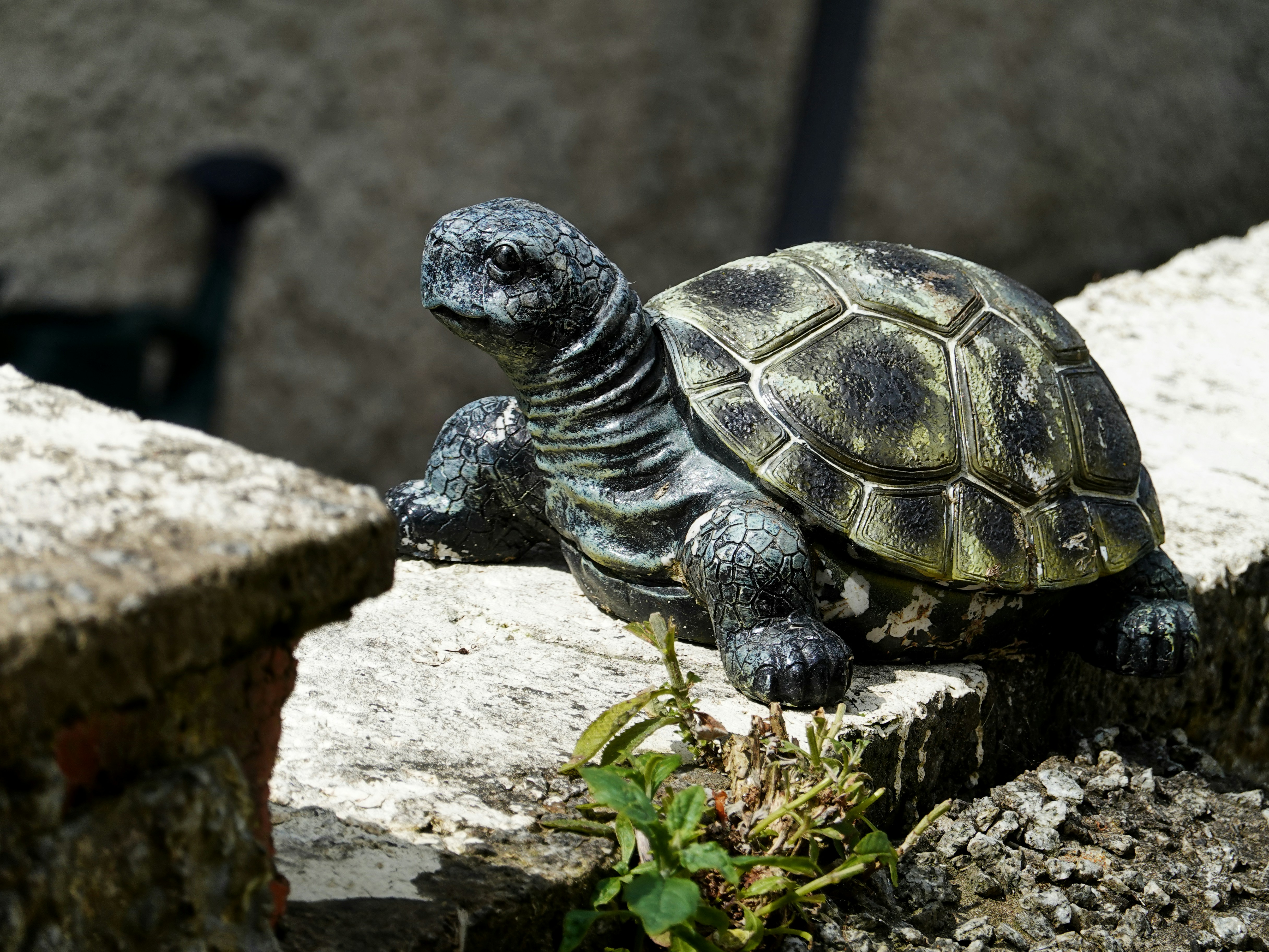 Stone Sentinel: A Sunlit Turtle Stare
