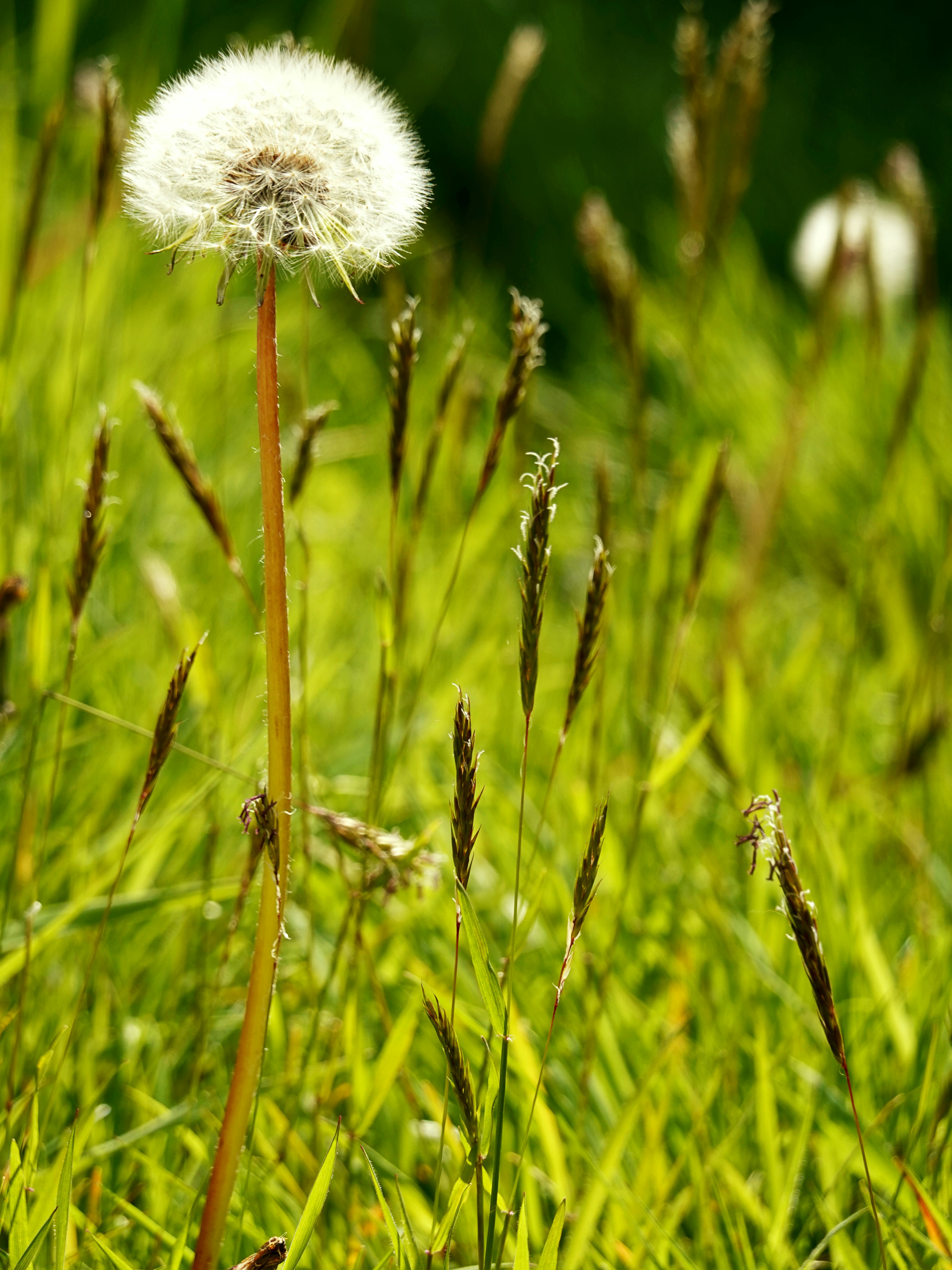 Dandelion Sentinel in Spring Sunlight
