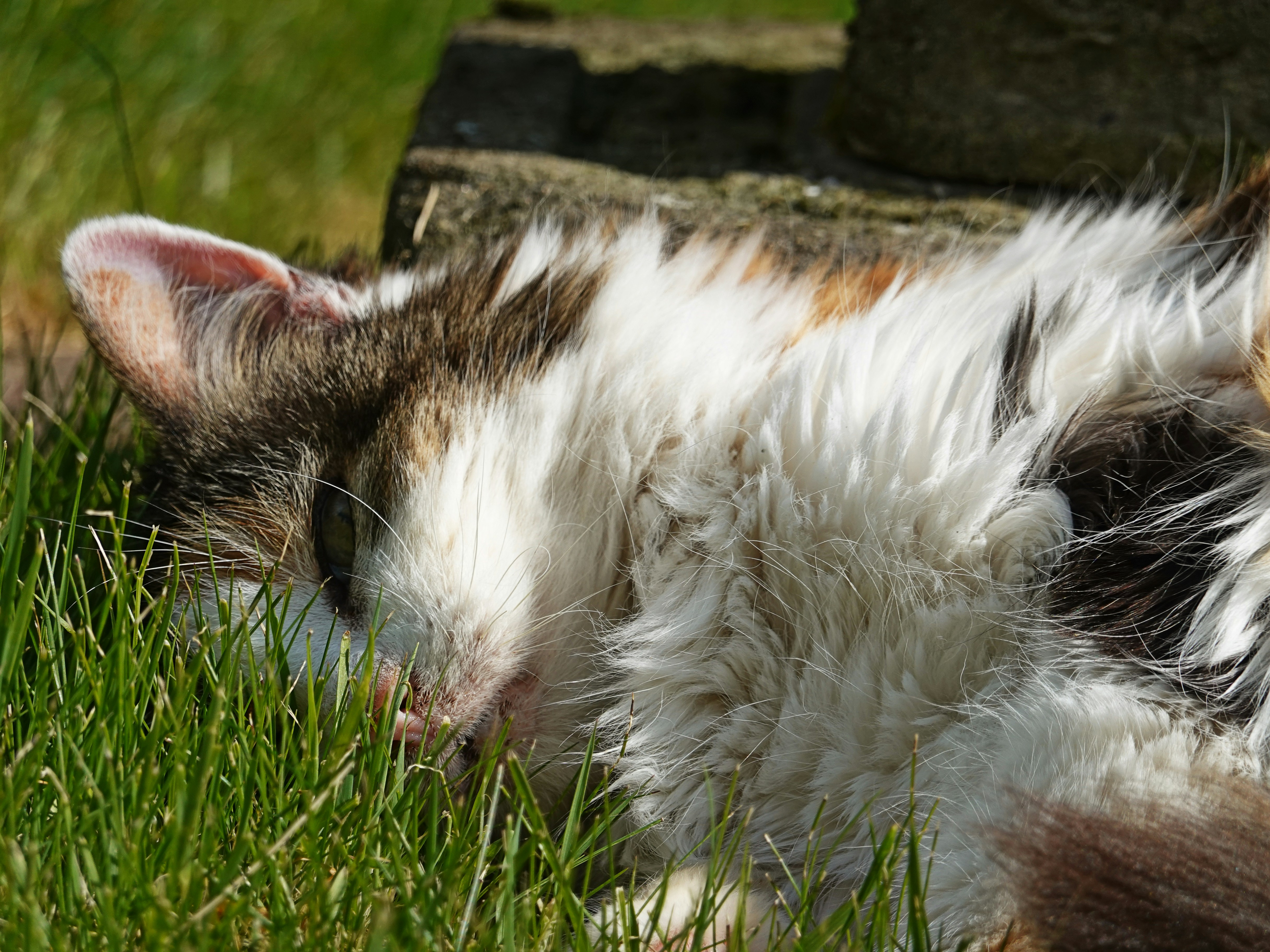 Sunlit Slumber: A Cat Napping in the Grass