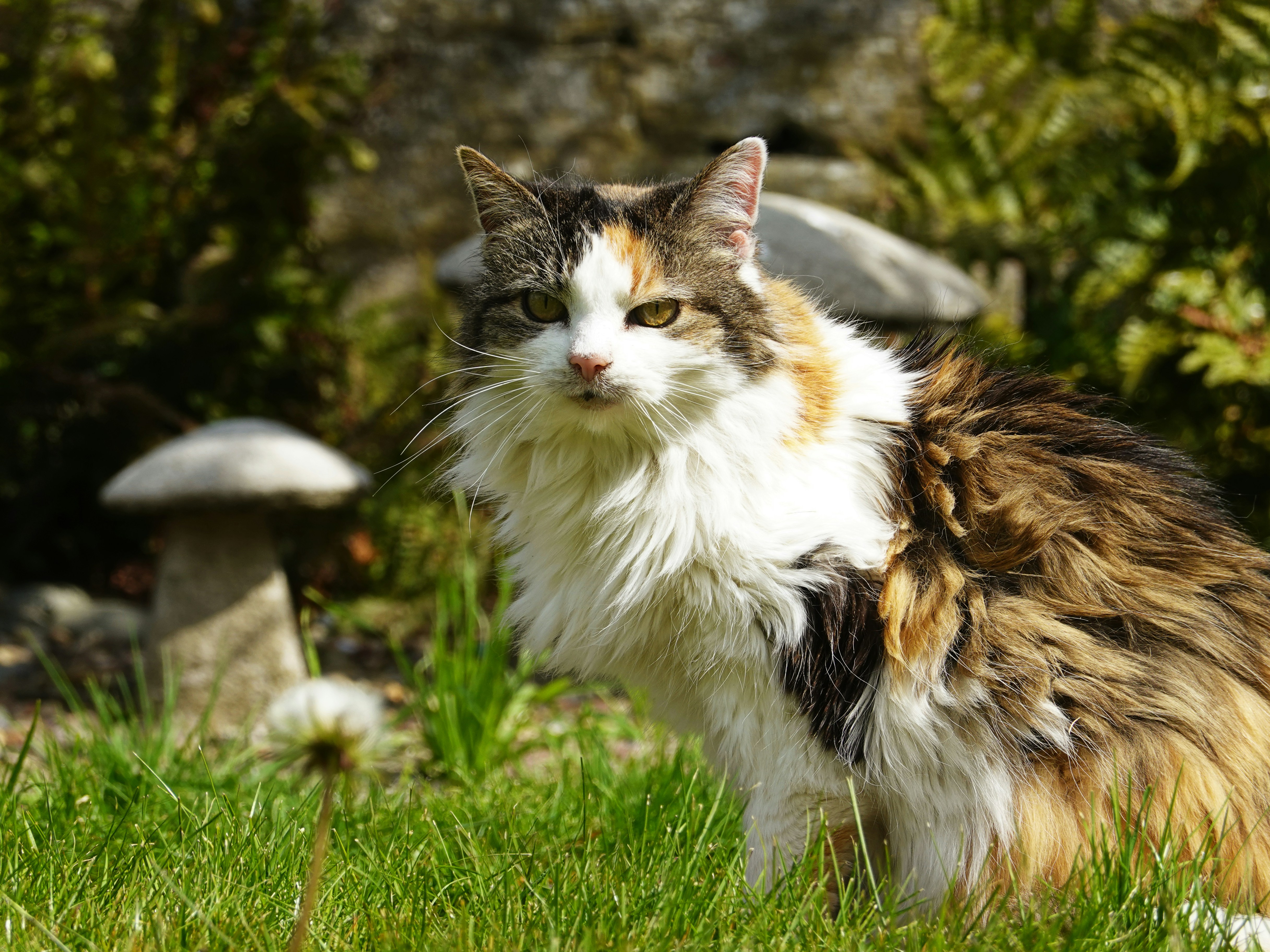 Cream, Calico, and Curious Gaze: A Cat in Sunlit Garden