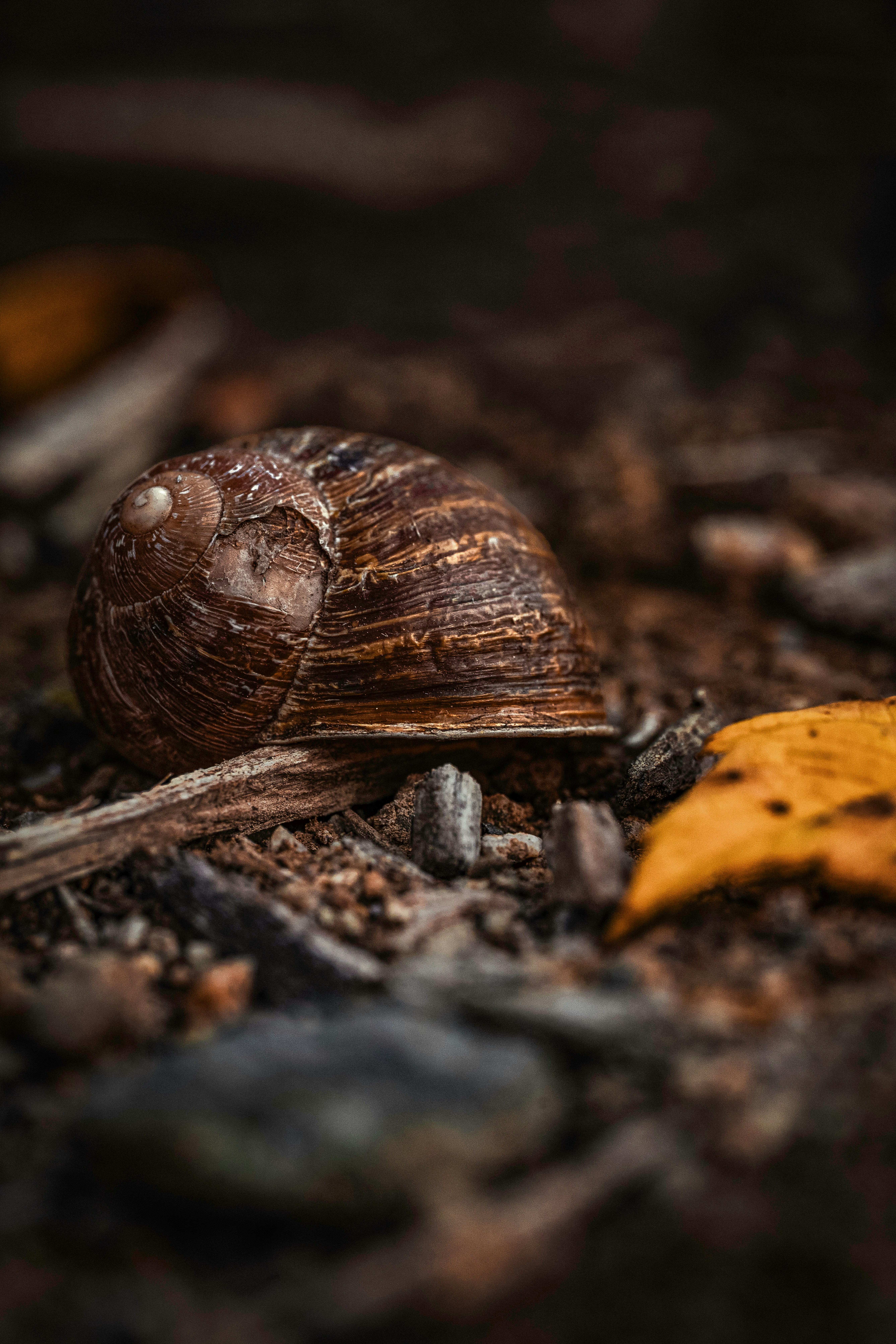 Low Sunlit Coil: A Secluded Snail Shell Resting Among Forest Debris