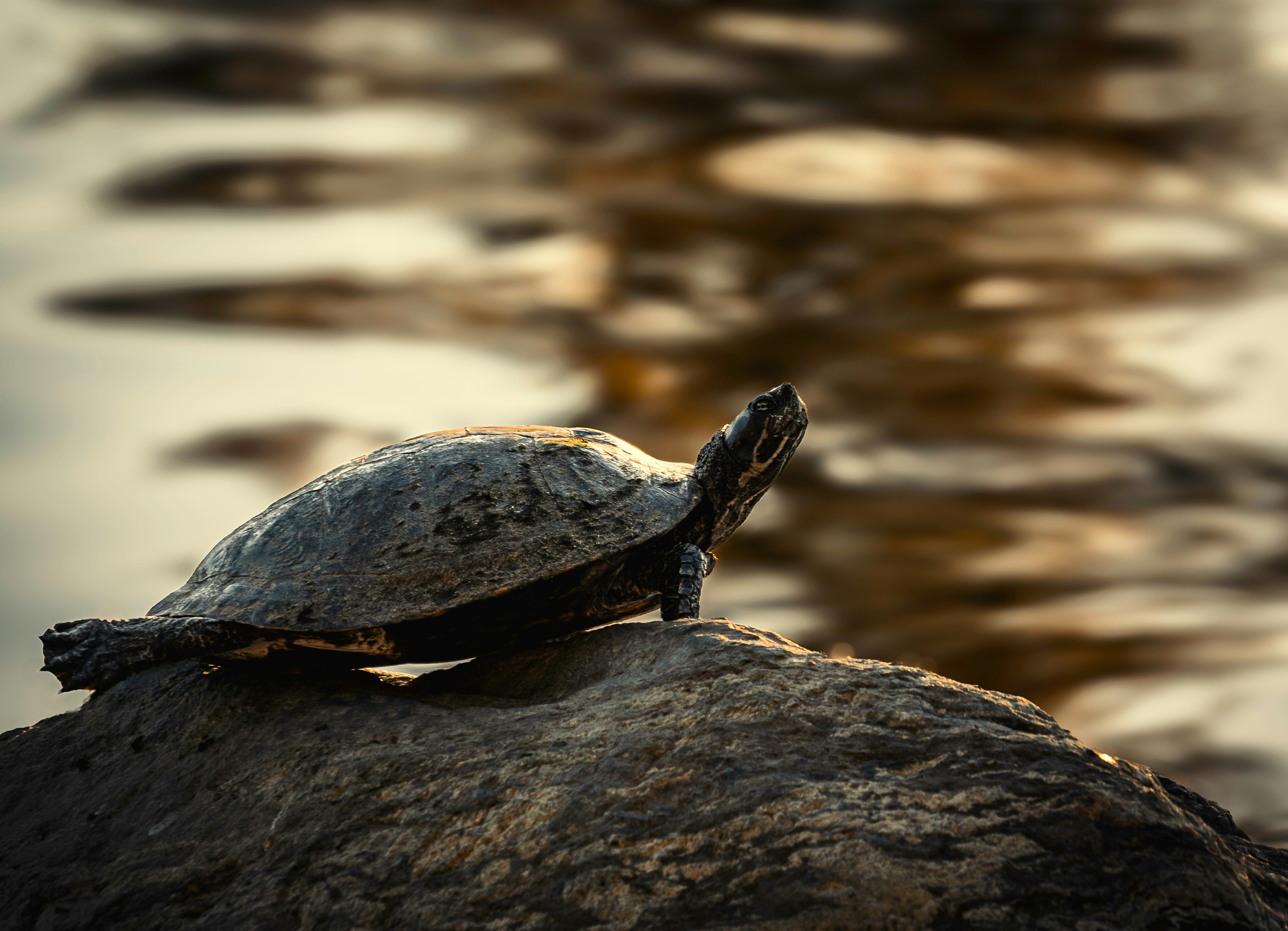 Sunlit Sentinel: A Turtle Pausing on a Weathered Rock
