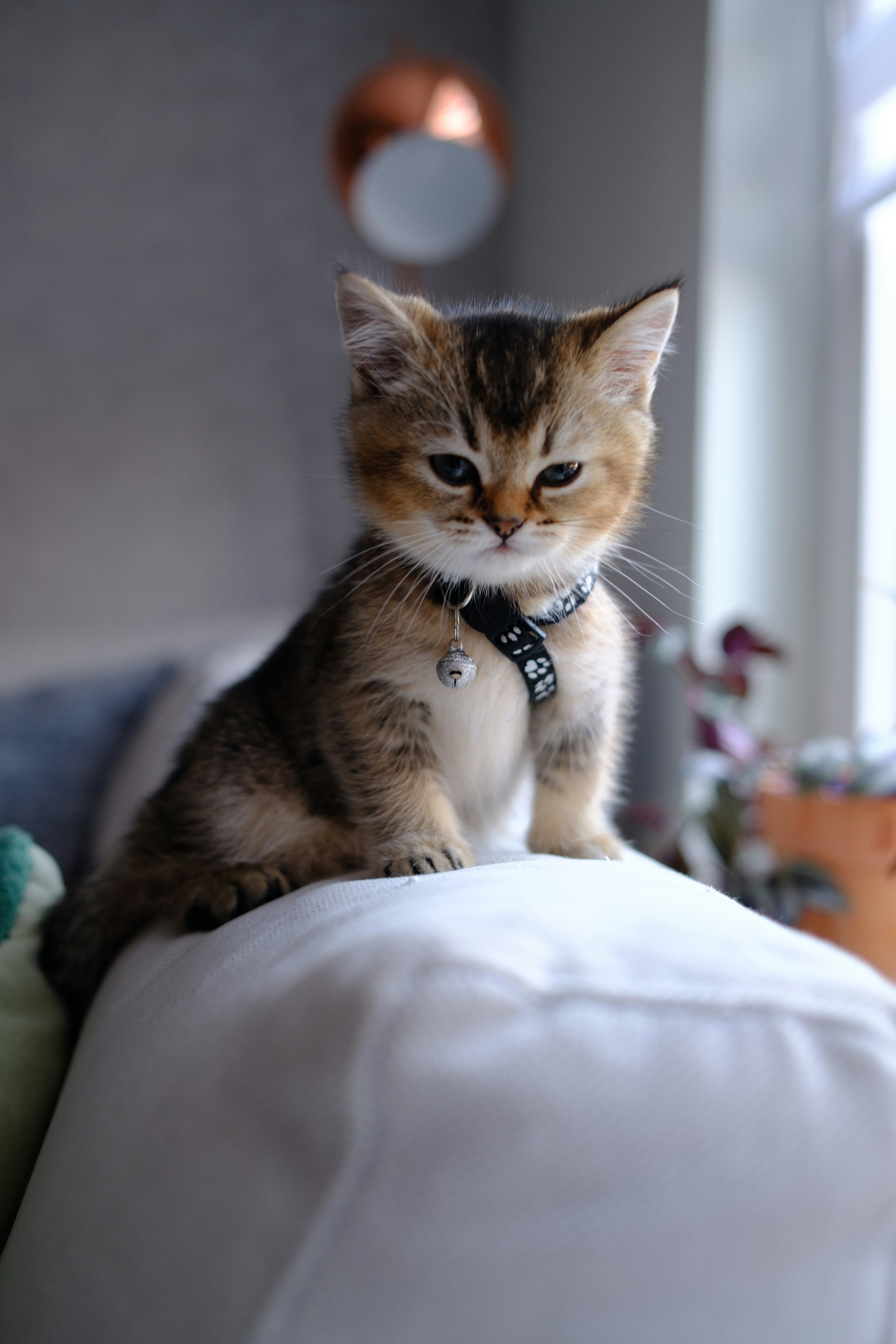 Curious Kitten on the Cushioned Edge