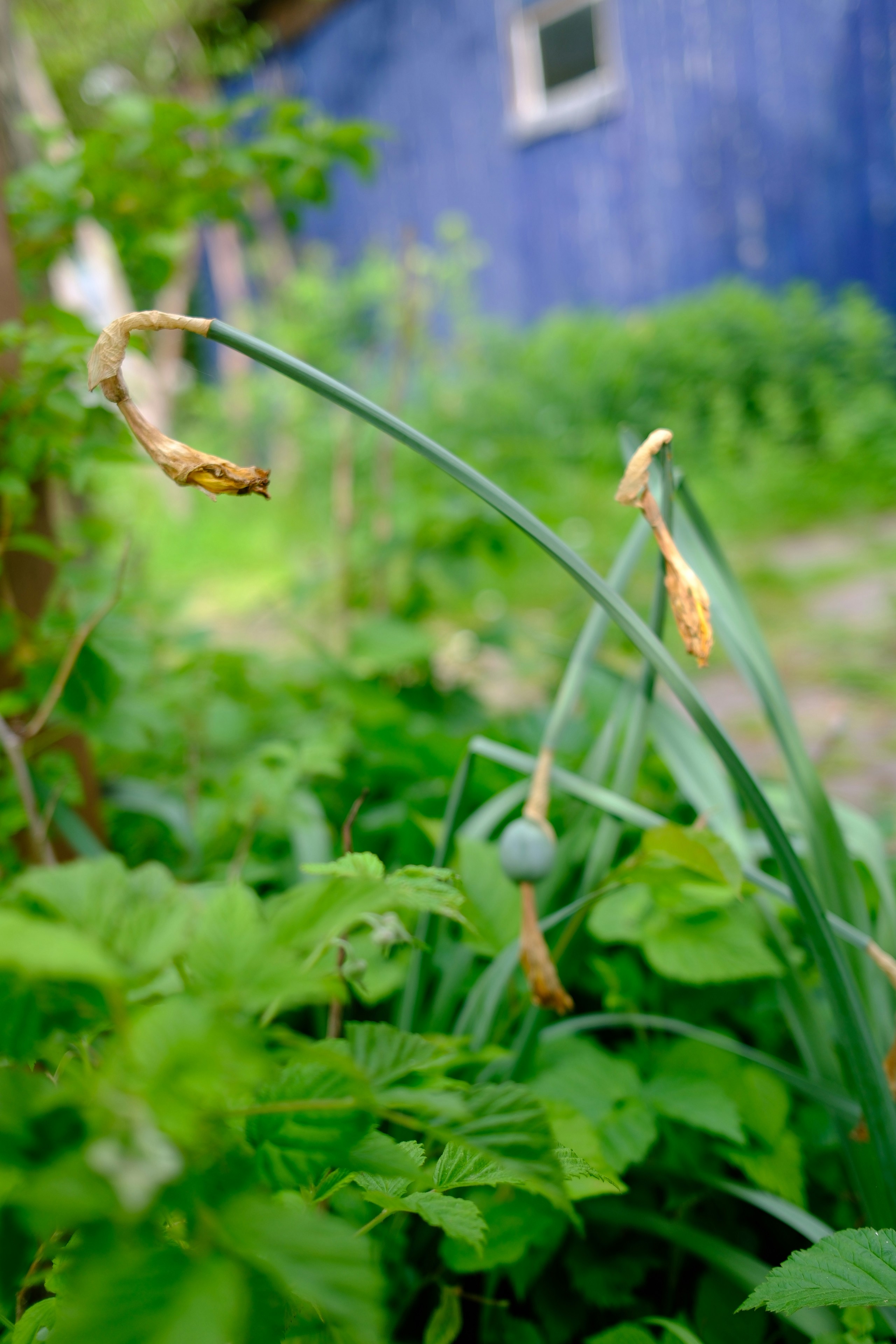 Emerald Garden in Soft Focus