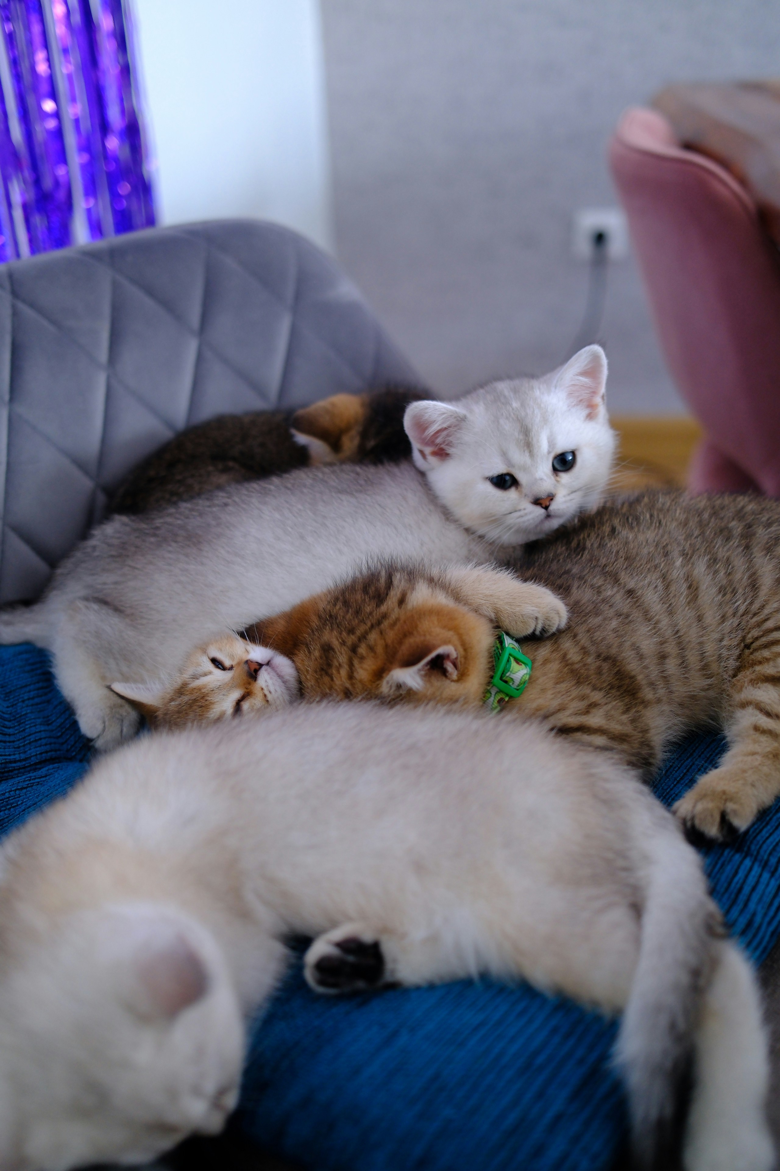 Whiskered Tranquility: A Gentle Nuzzle Among Sibling Paws