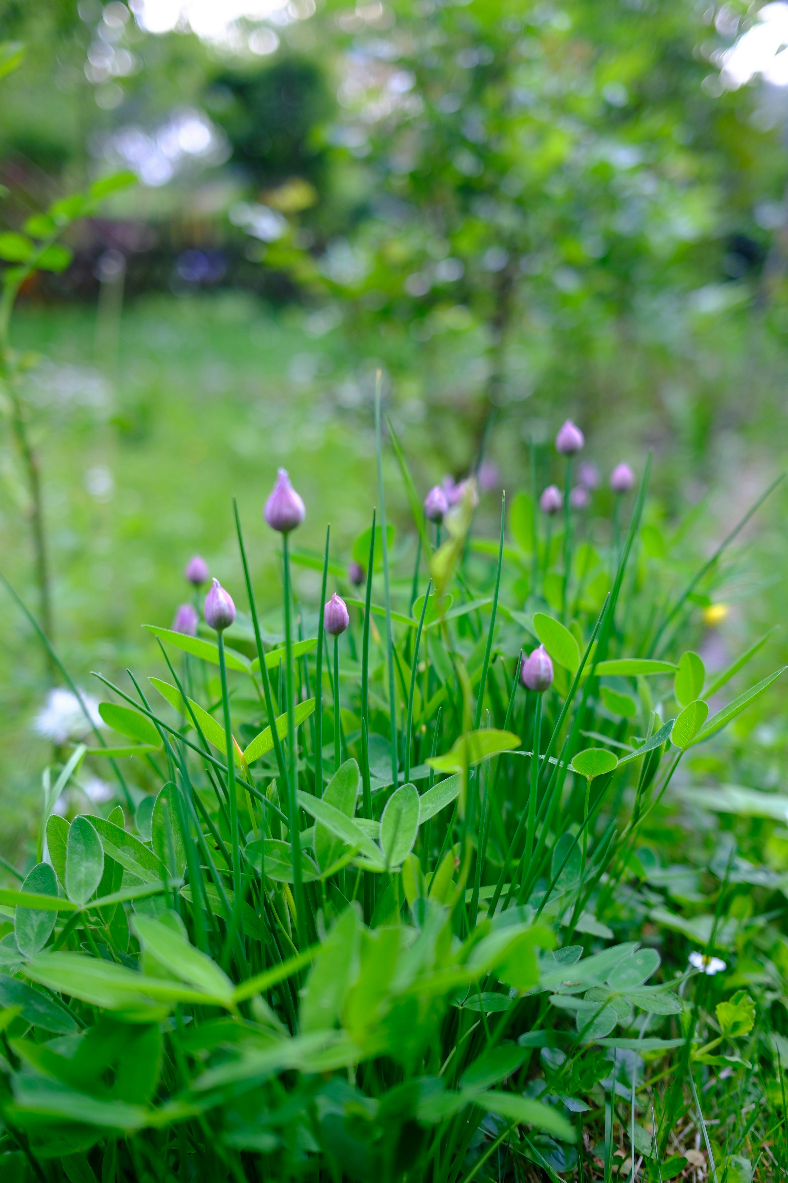 Emerging Buds: Lavender-Tinted Clover Reaching Toward Spring Light