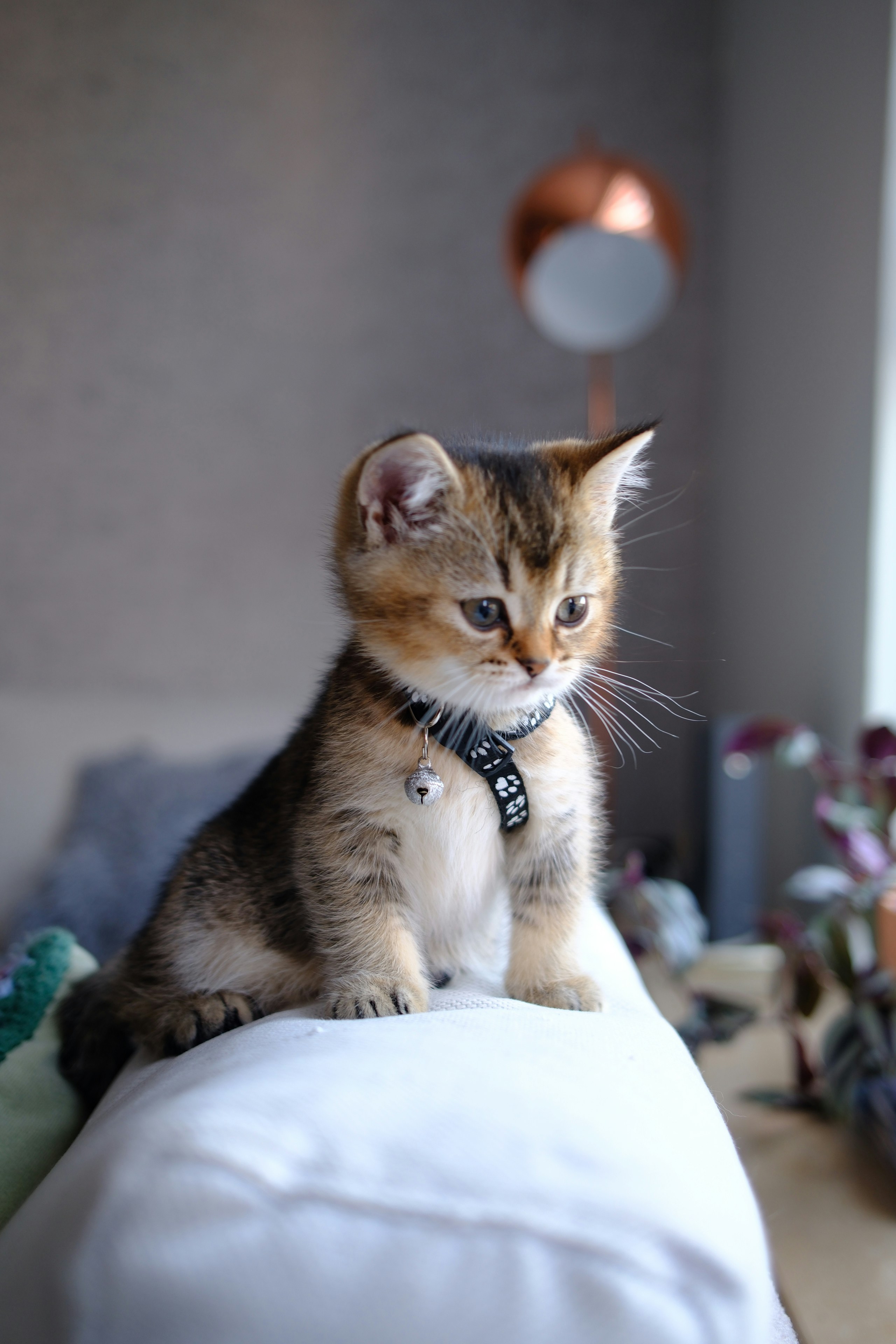 Curious Calico: A kitten perched on the couch edge
