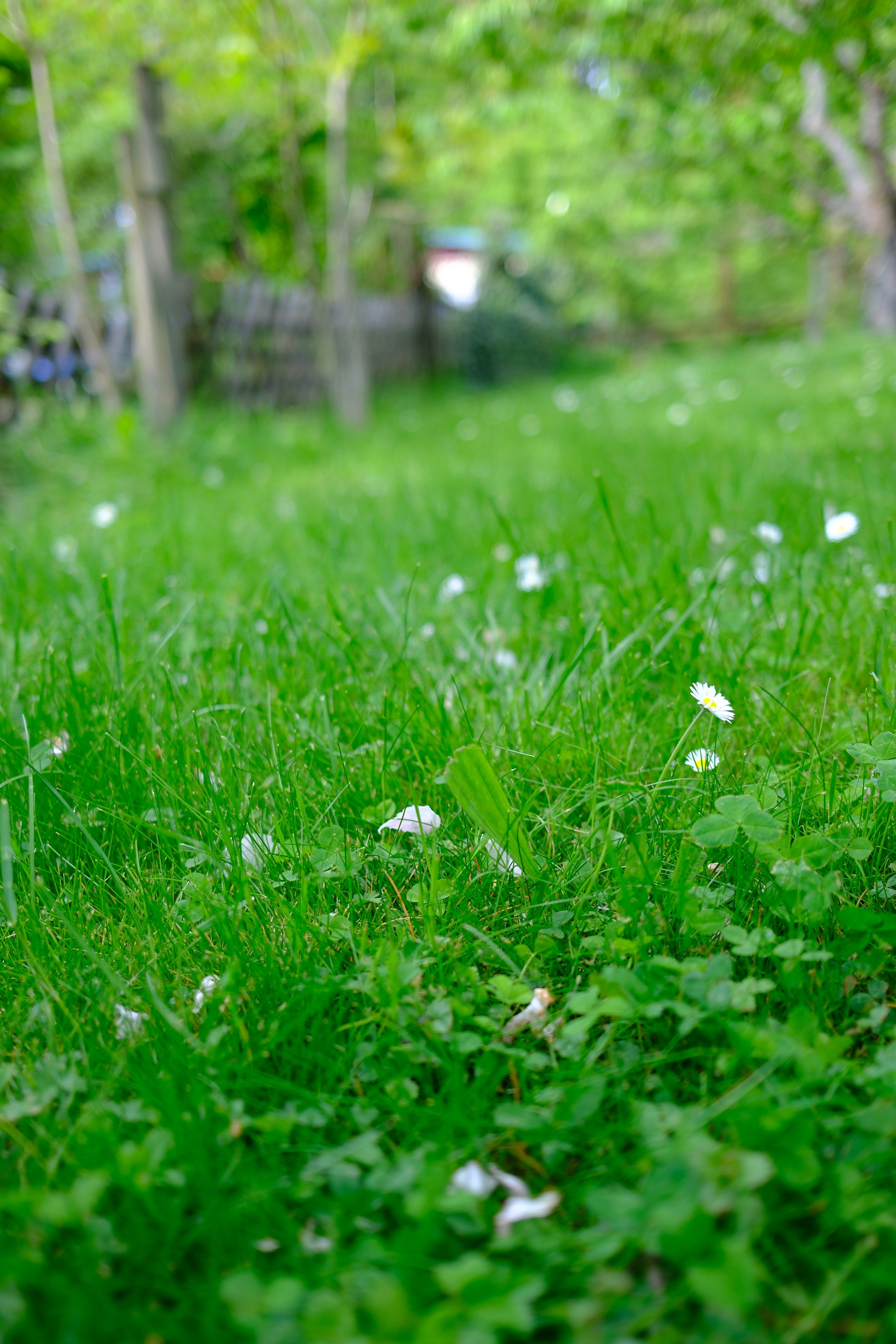 Dew-Lit Meadow: White Daisies spark in a sunlit grass