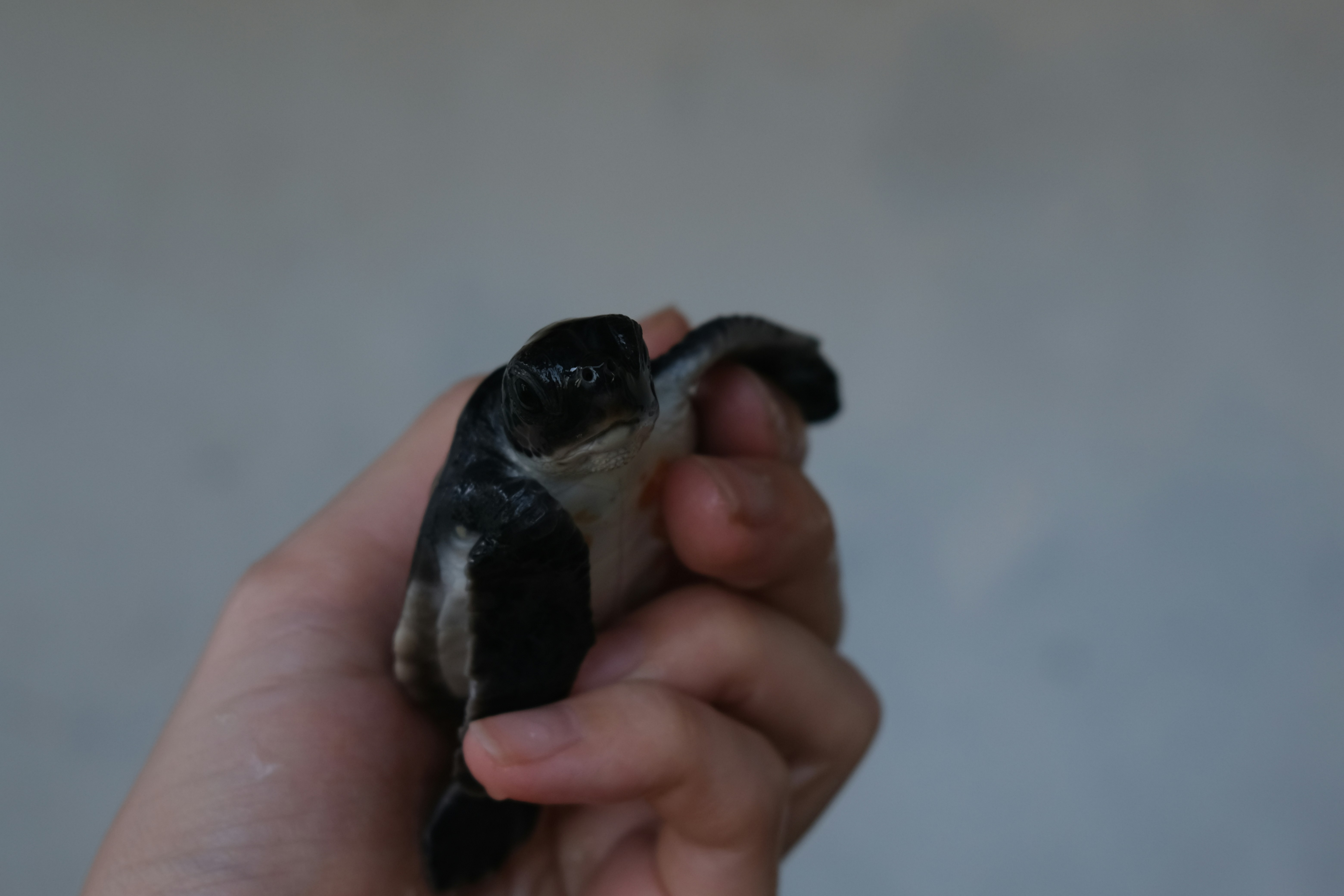 Small Hands, Big Moment: A Cradled Turtle Pup
