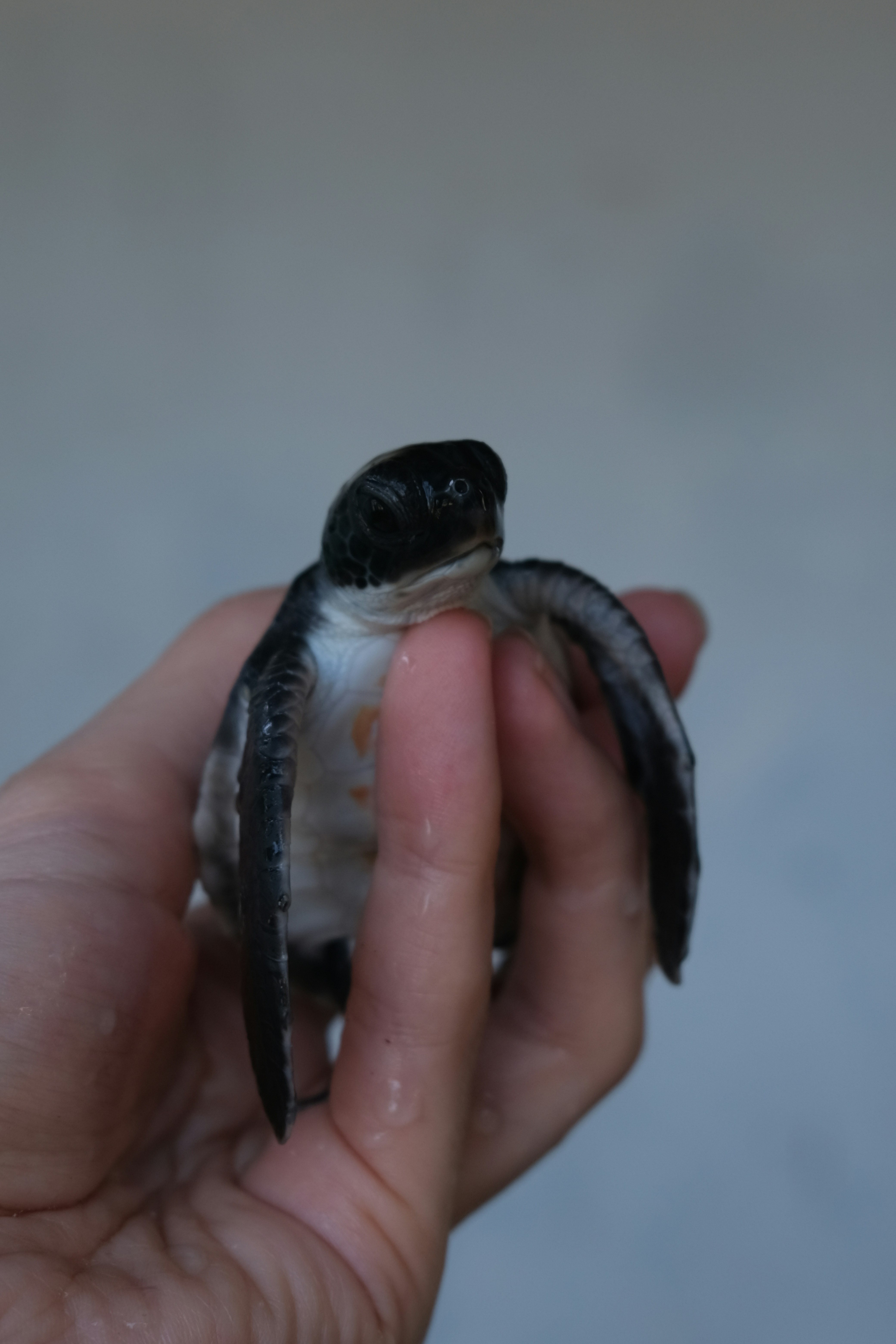 Tiny Rescue: A Handful of Hope Grasping a Baby Turtle