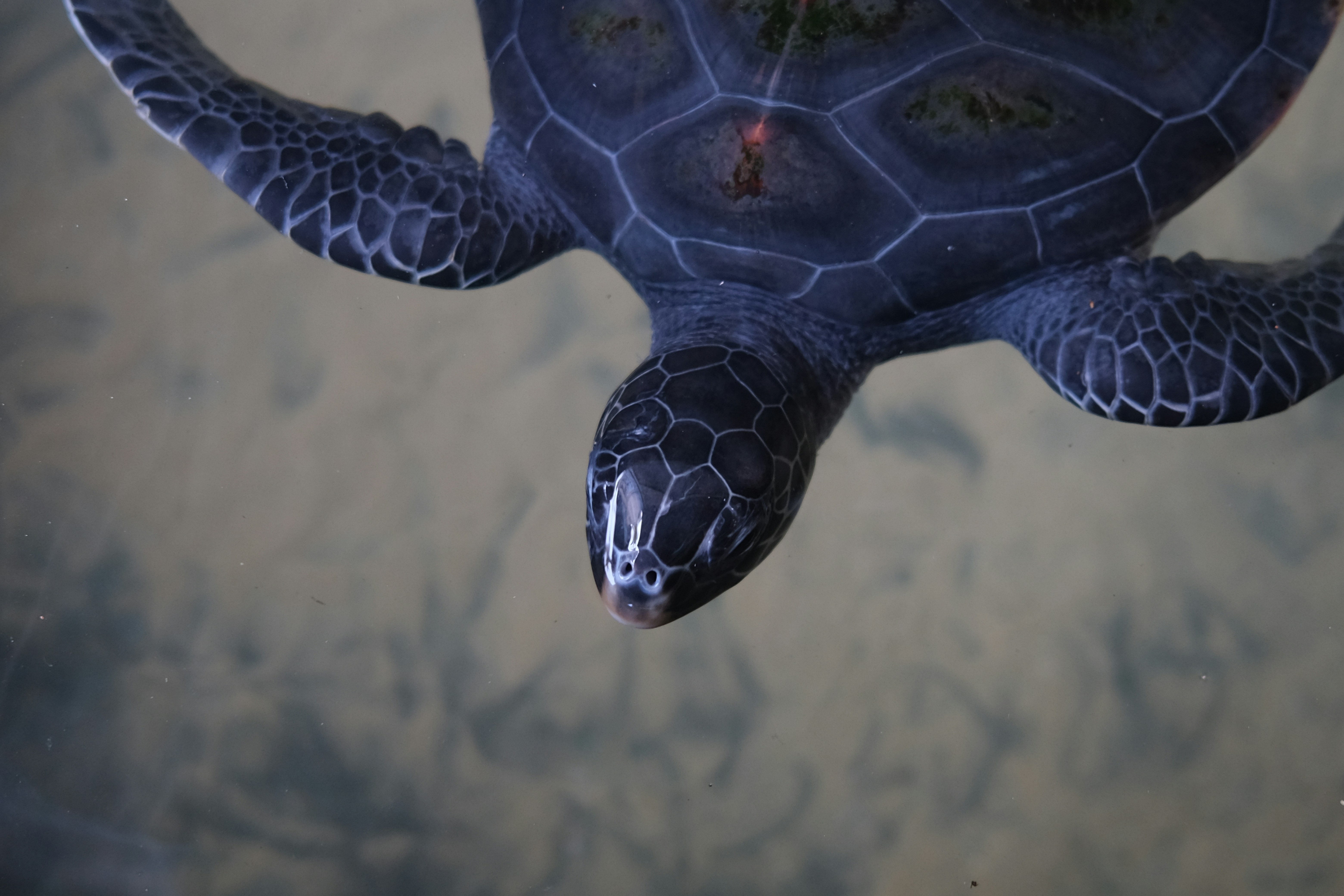 Mid-Ocean Glide: A Blue Sea Turtle Reaches for the Surface
