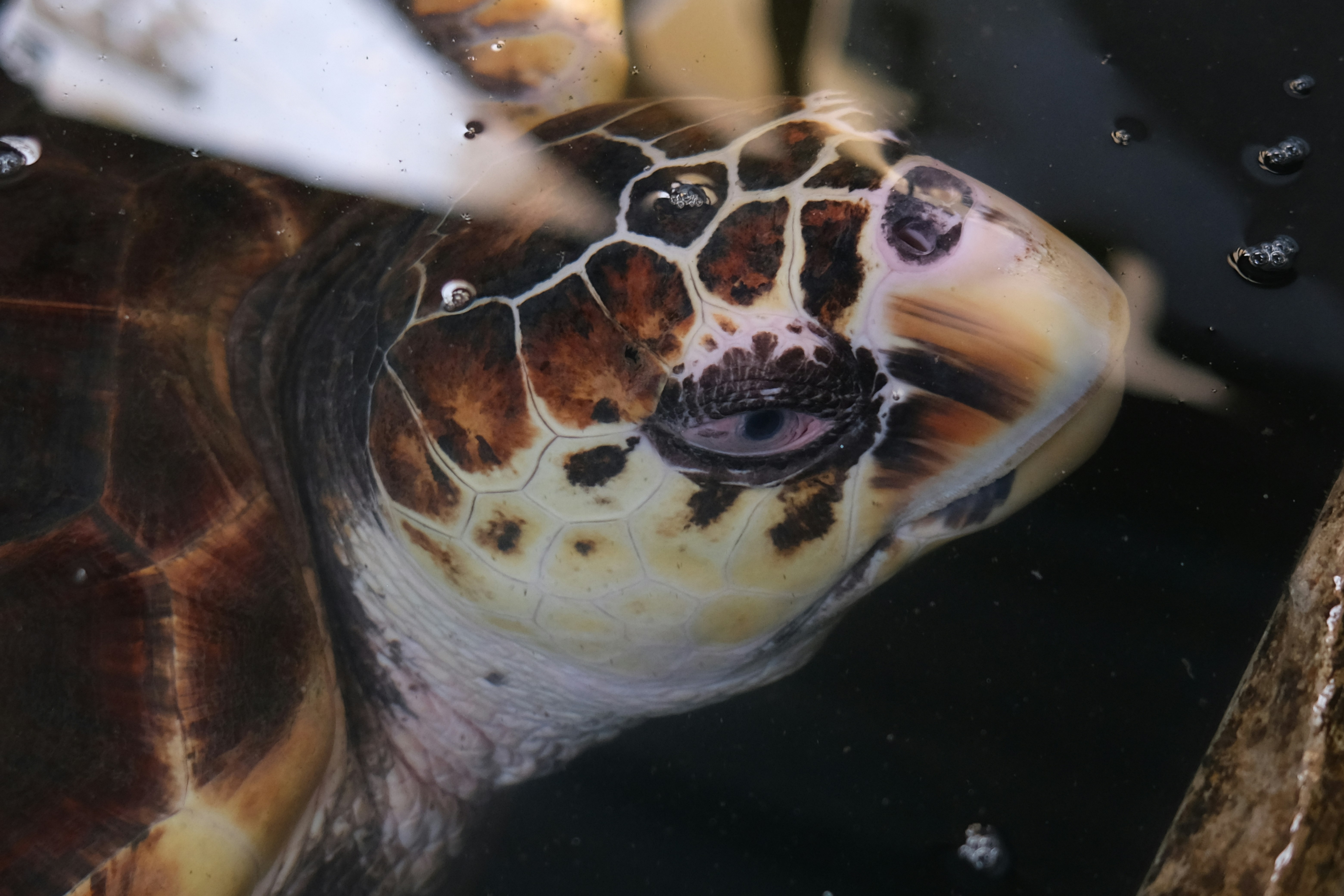 Close-cropped gaze: sea turtle eye through a glossy window of bubbles