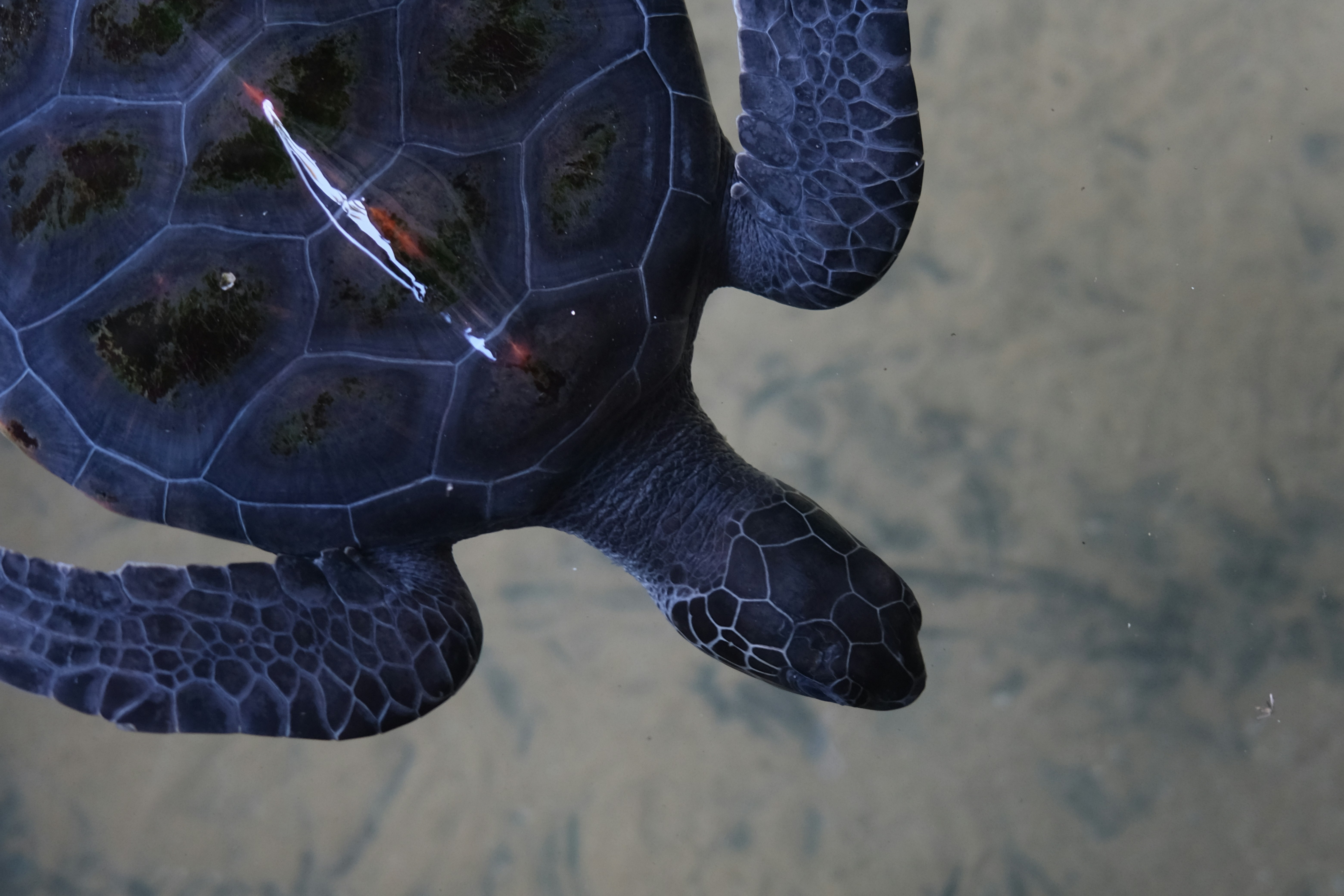 Blue-Grey Sea Turtle Ancients: A Drone-Near Portrait Beneath the Surface