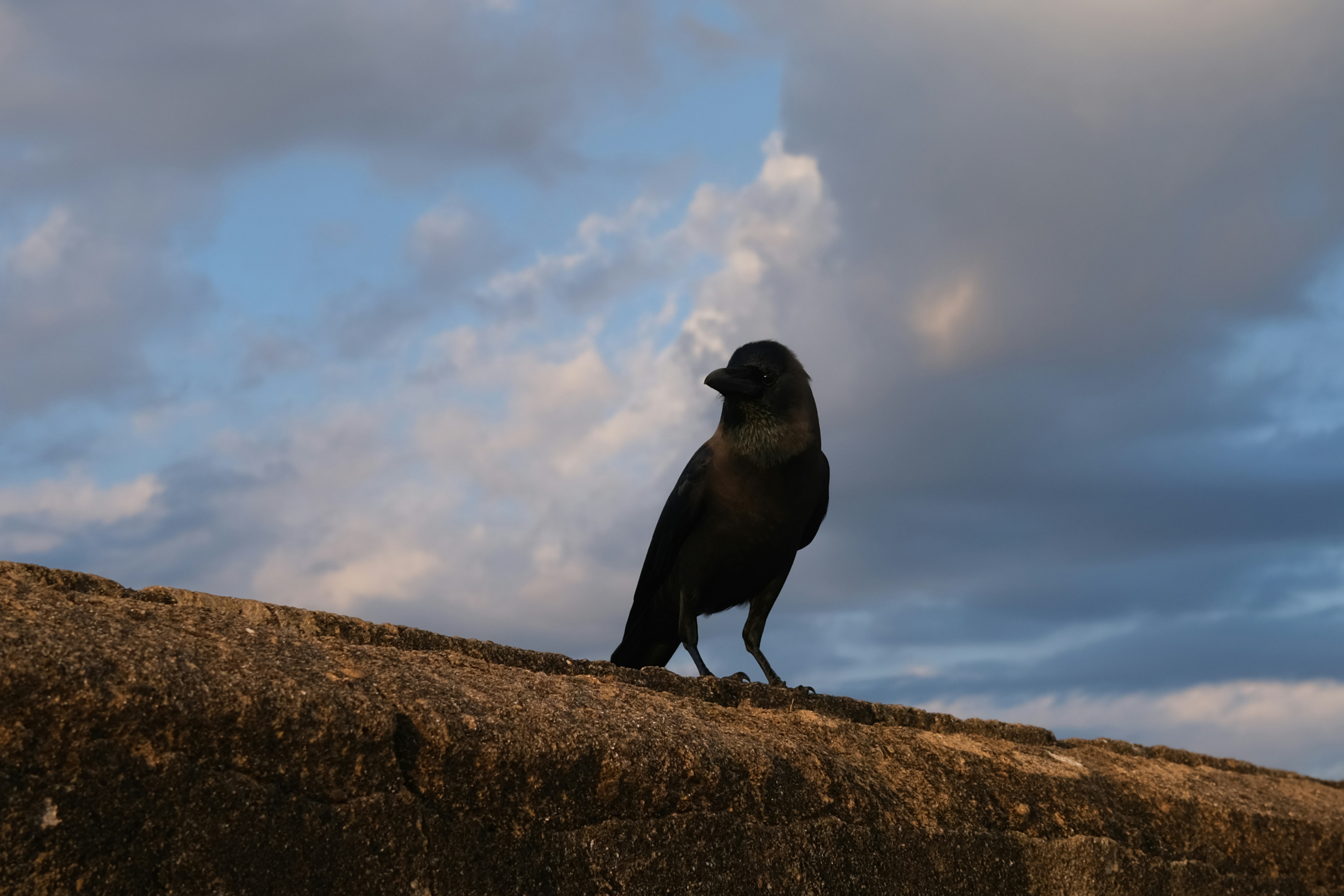 Midday Sentinel: A Crow Perched on a Weathered Ridge