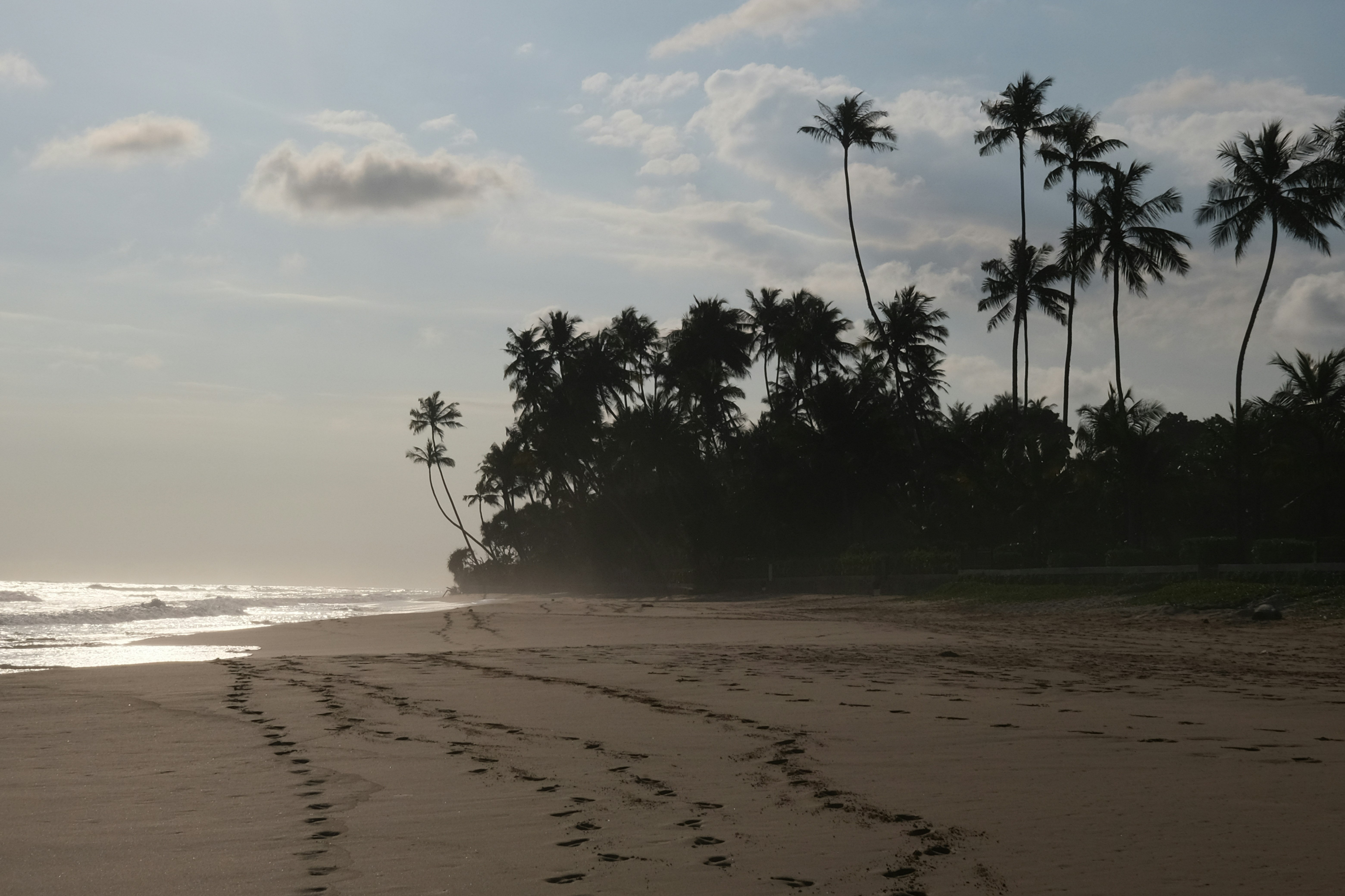 Palm silhouettes at the edge of a sunlit shoreline