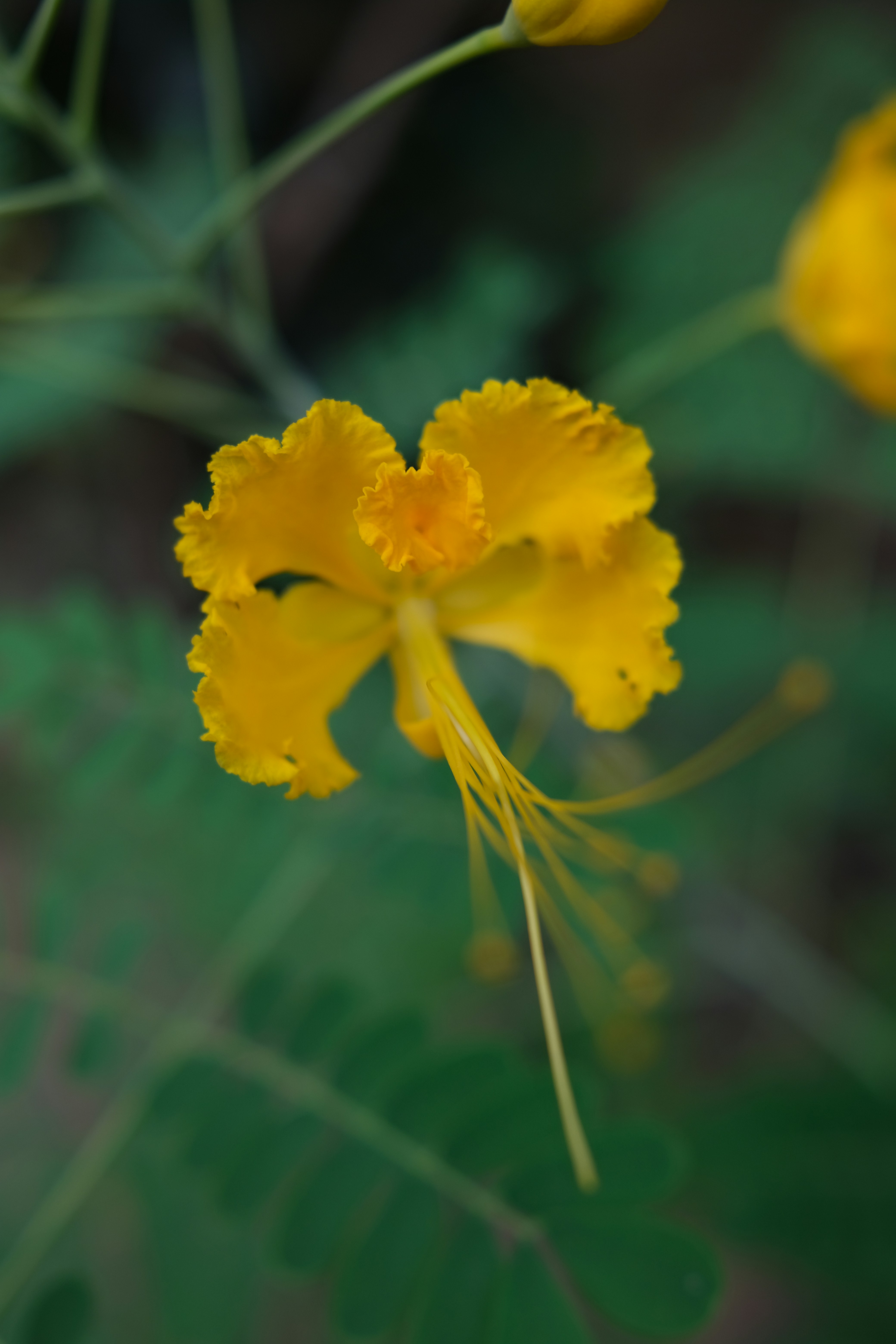 Golden Bloom in Soft Focus