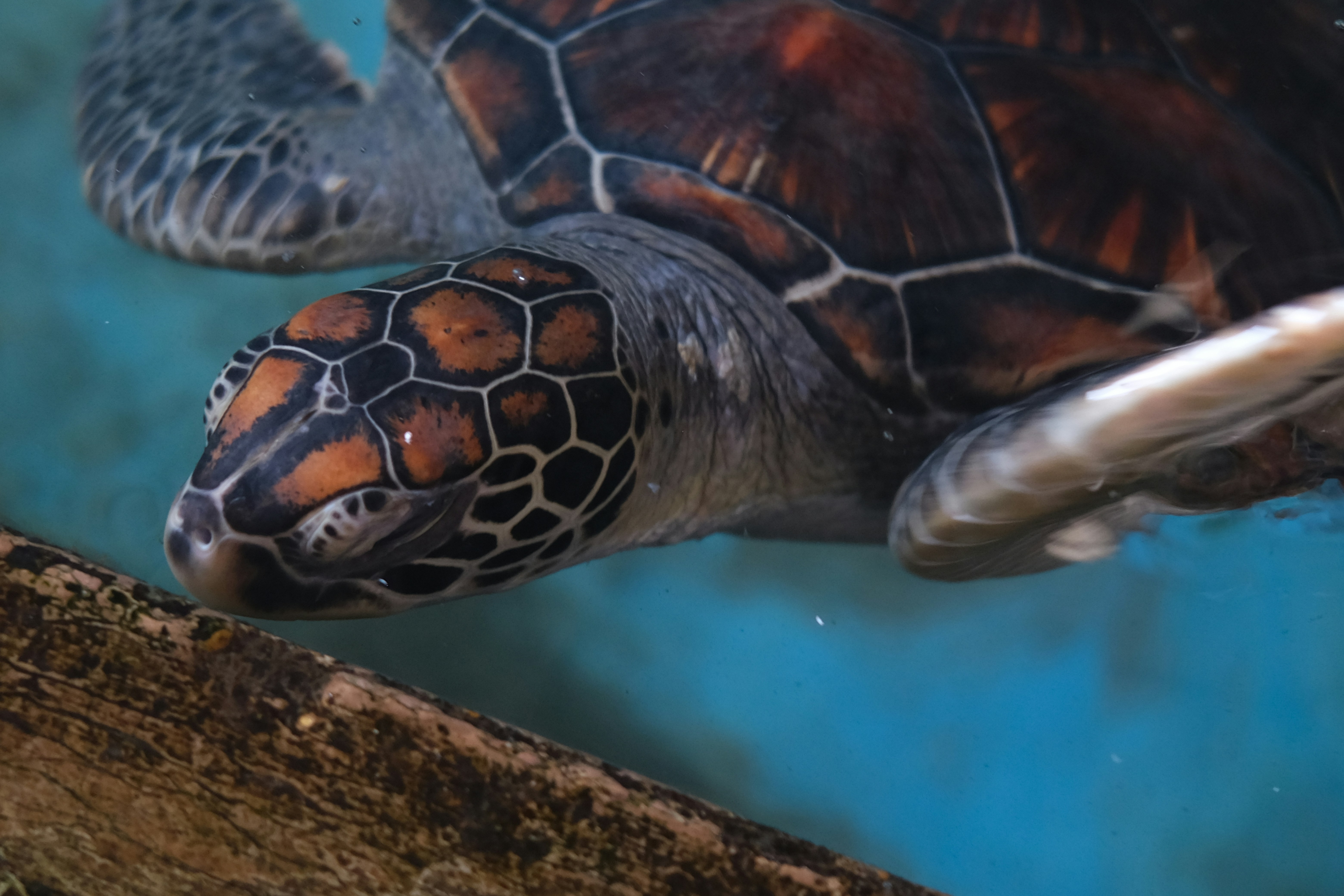 Gentle Giant Underwater Gaze