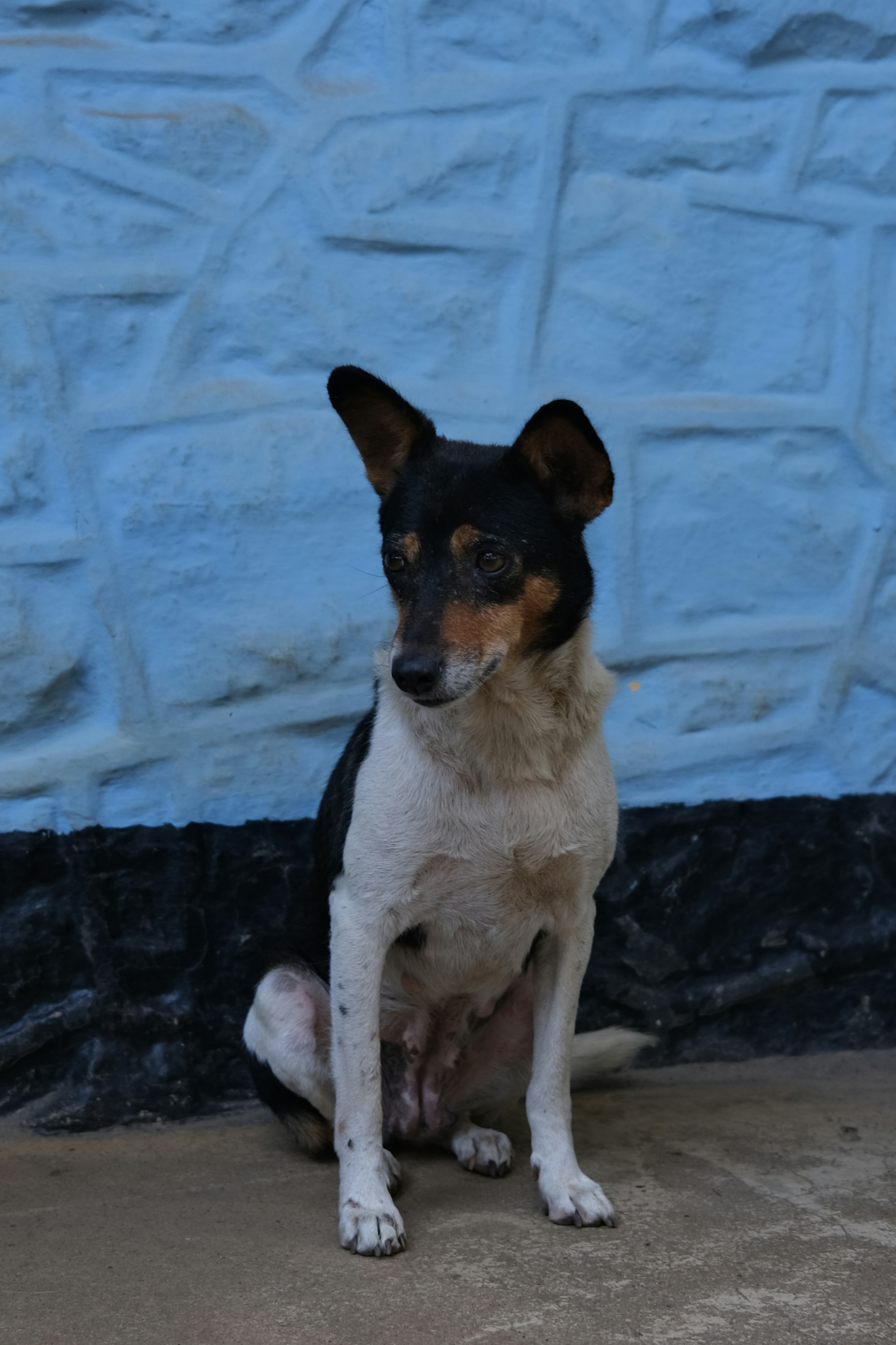 Silent Watcher by the Blue Wall