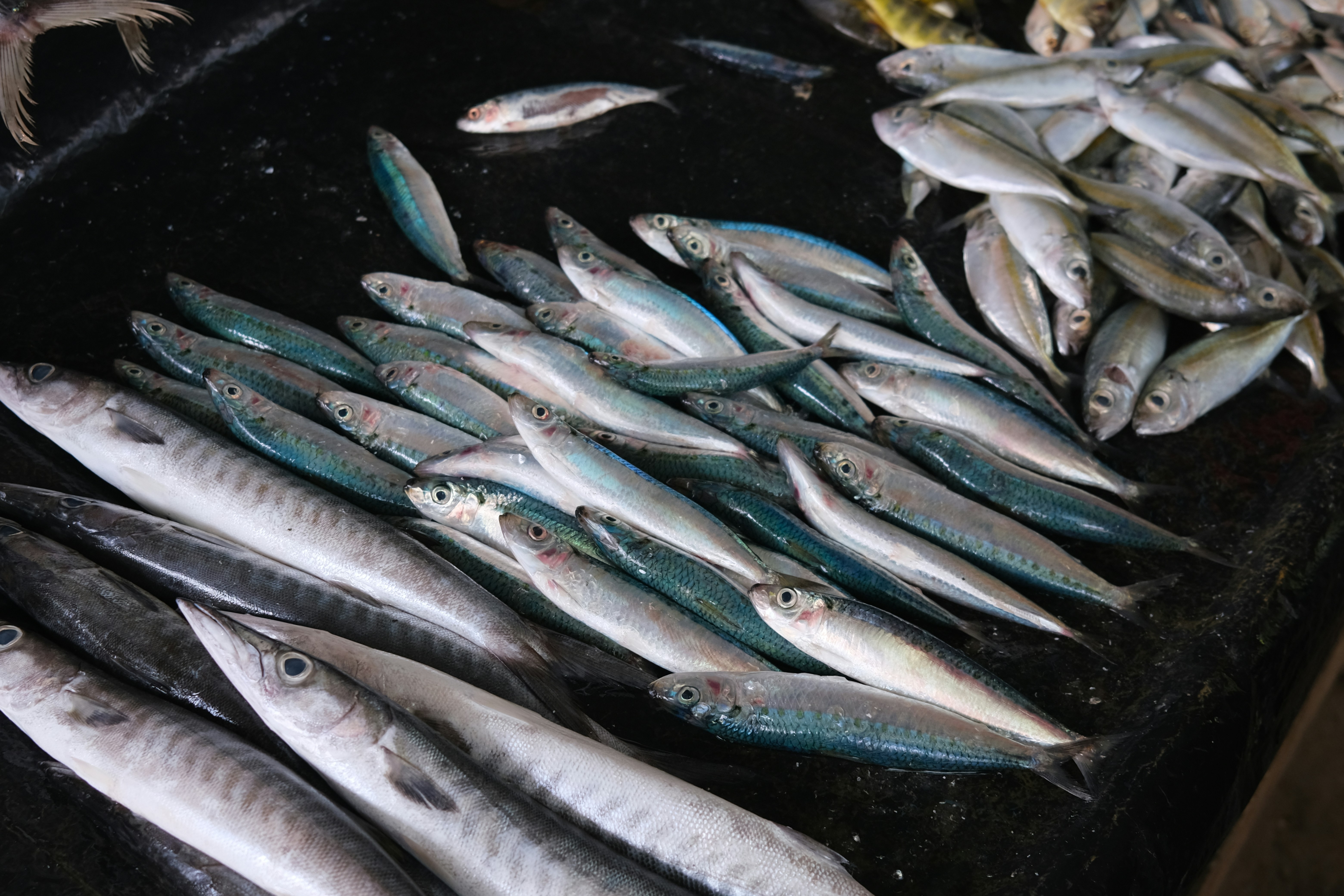 School of silvery keepers: a spread of freshly caught fish