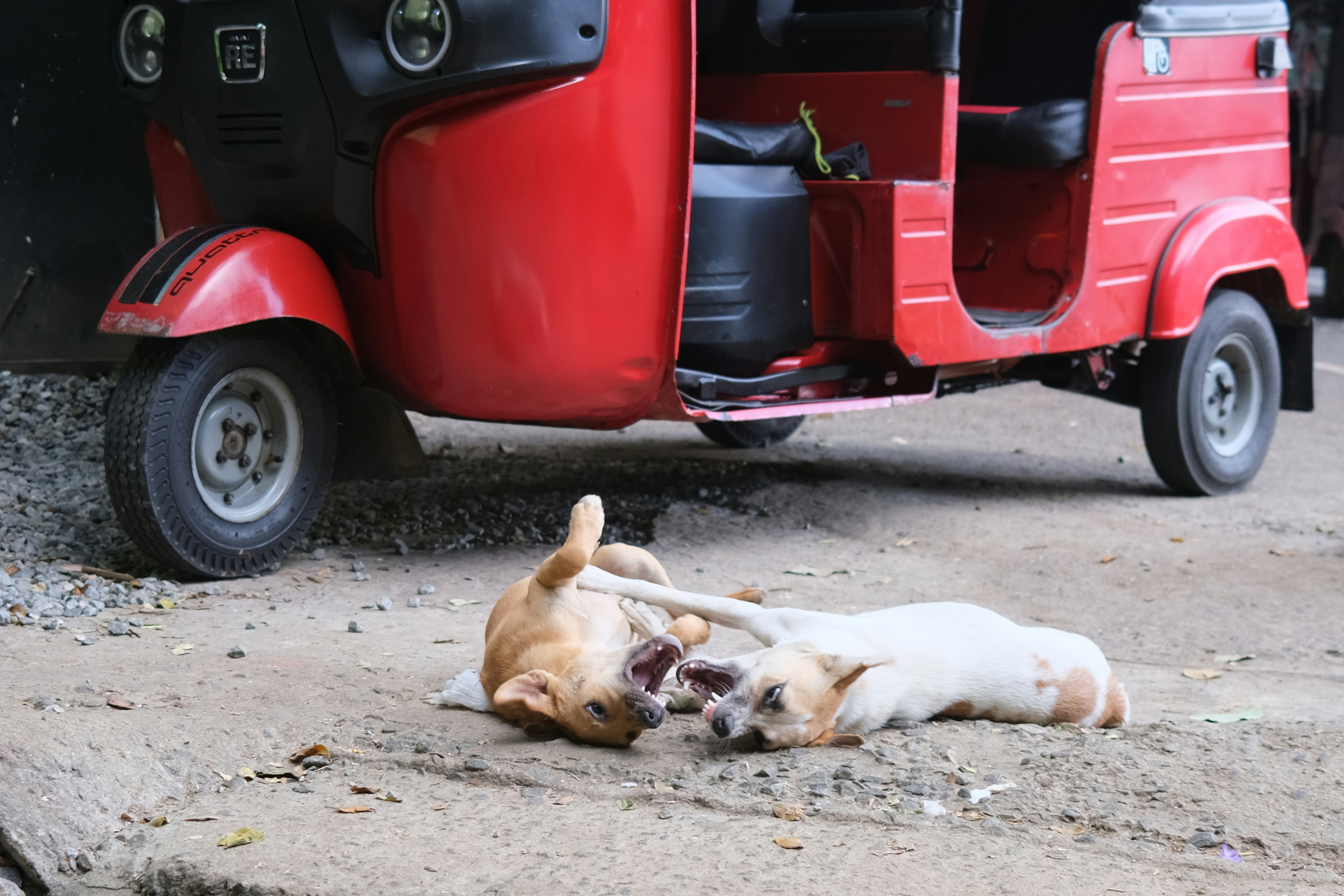 Dormant Playmates by the Red Scooter