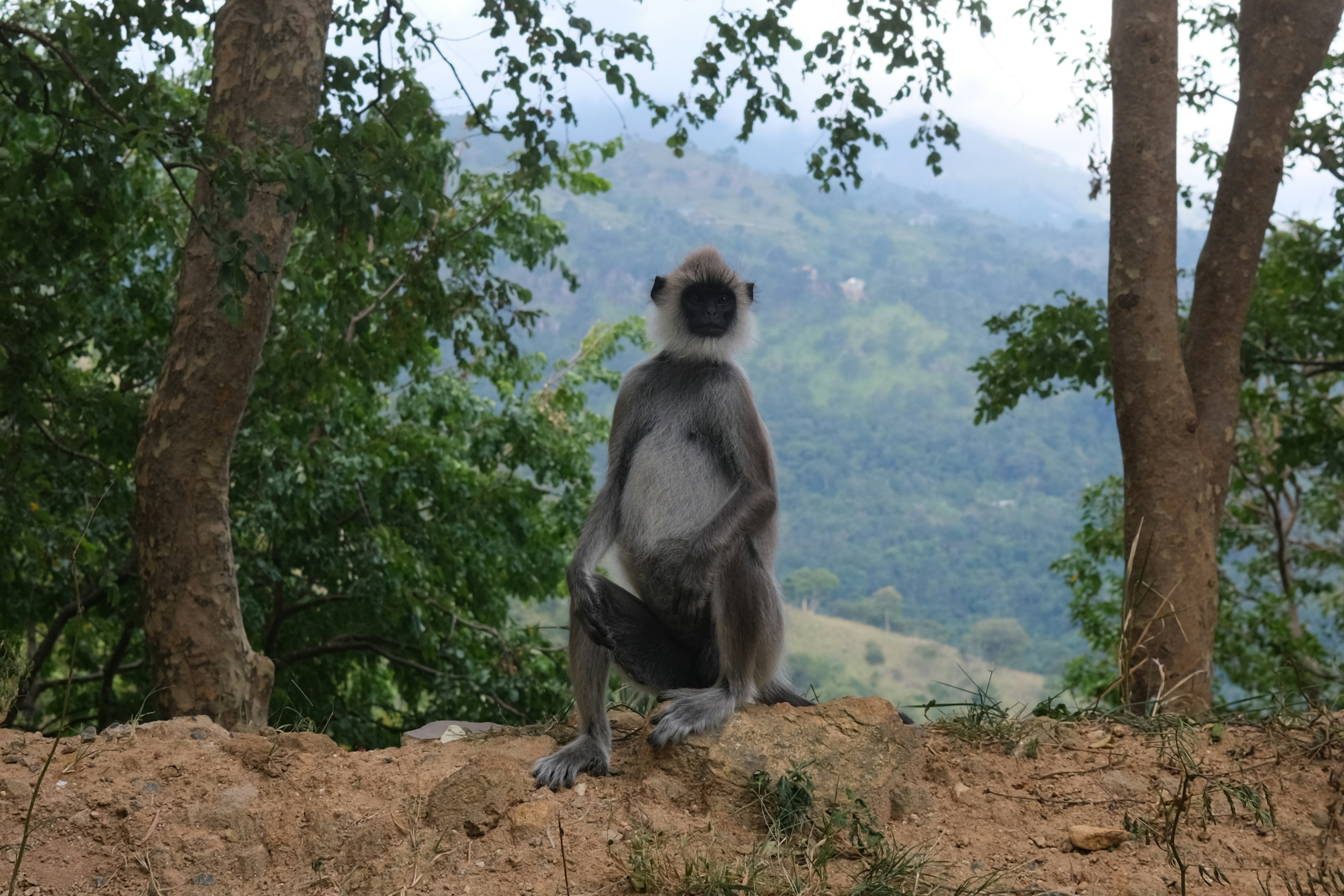 Still Sentinel: A macaque perched on a sunlit ridge