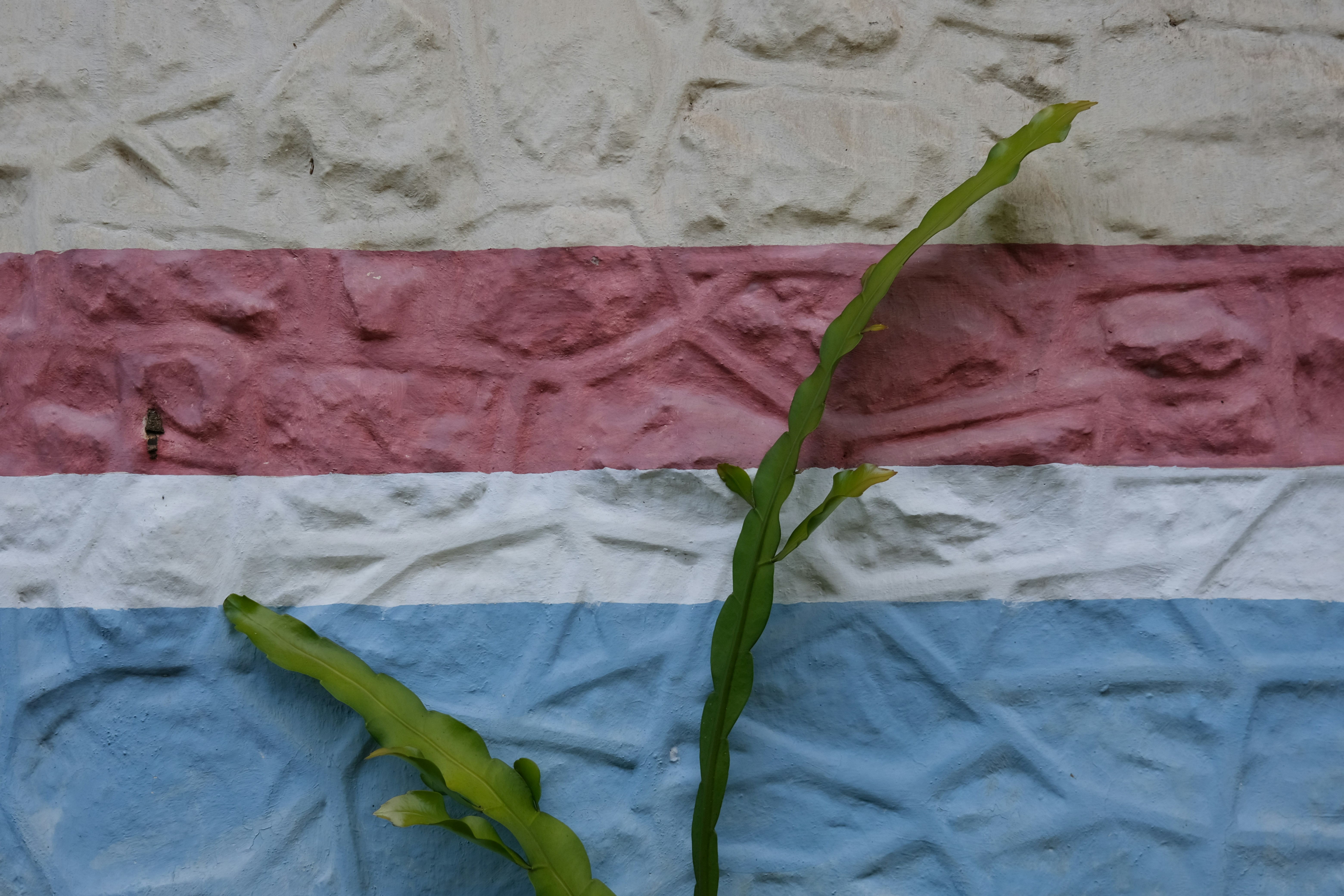 Vibrant Plant Emergence Against Striped Textured Wall