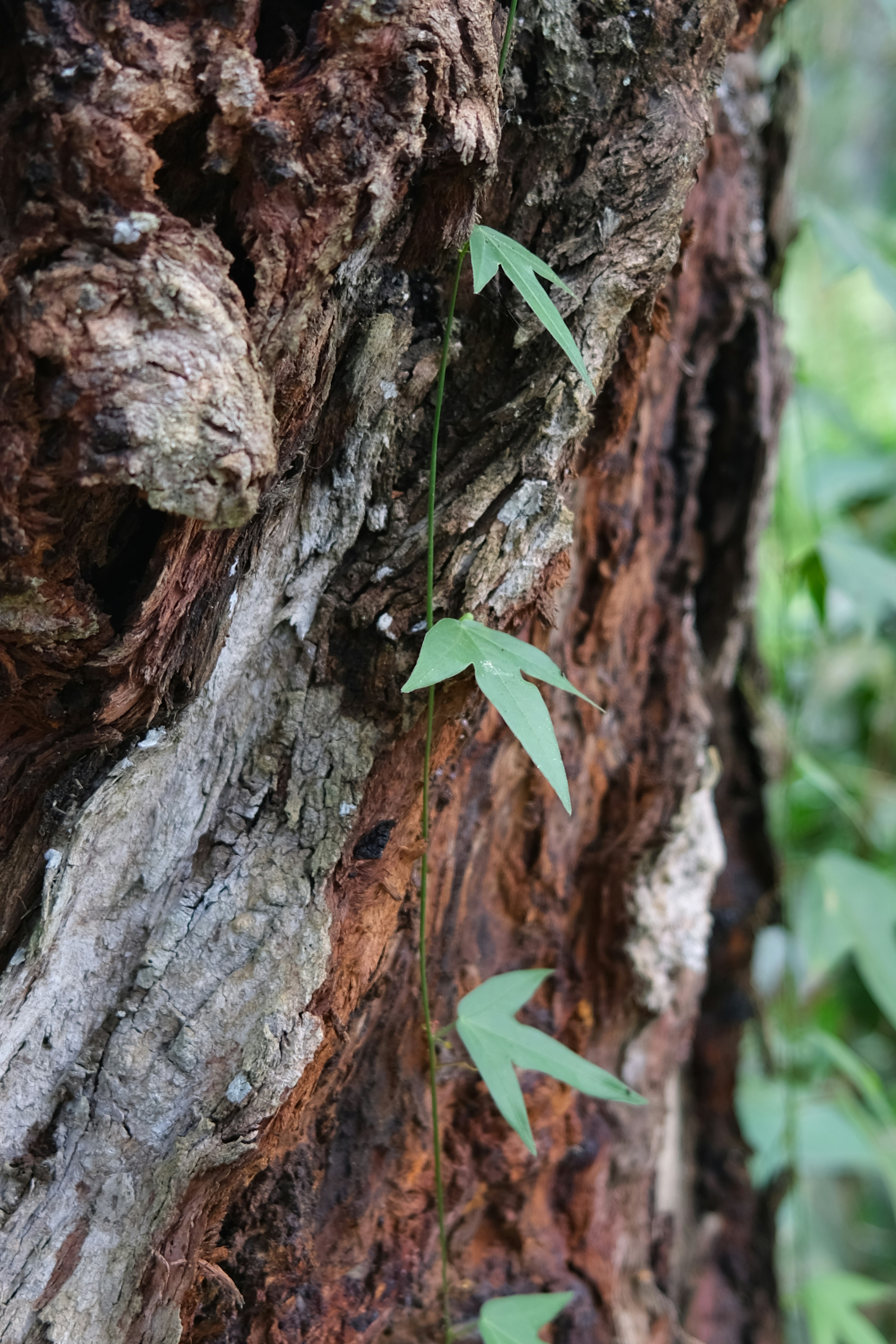 Vine Climber Clutching the Bark: A Fiery Trunk and Green Spiral