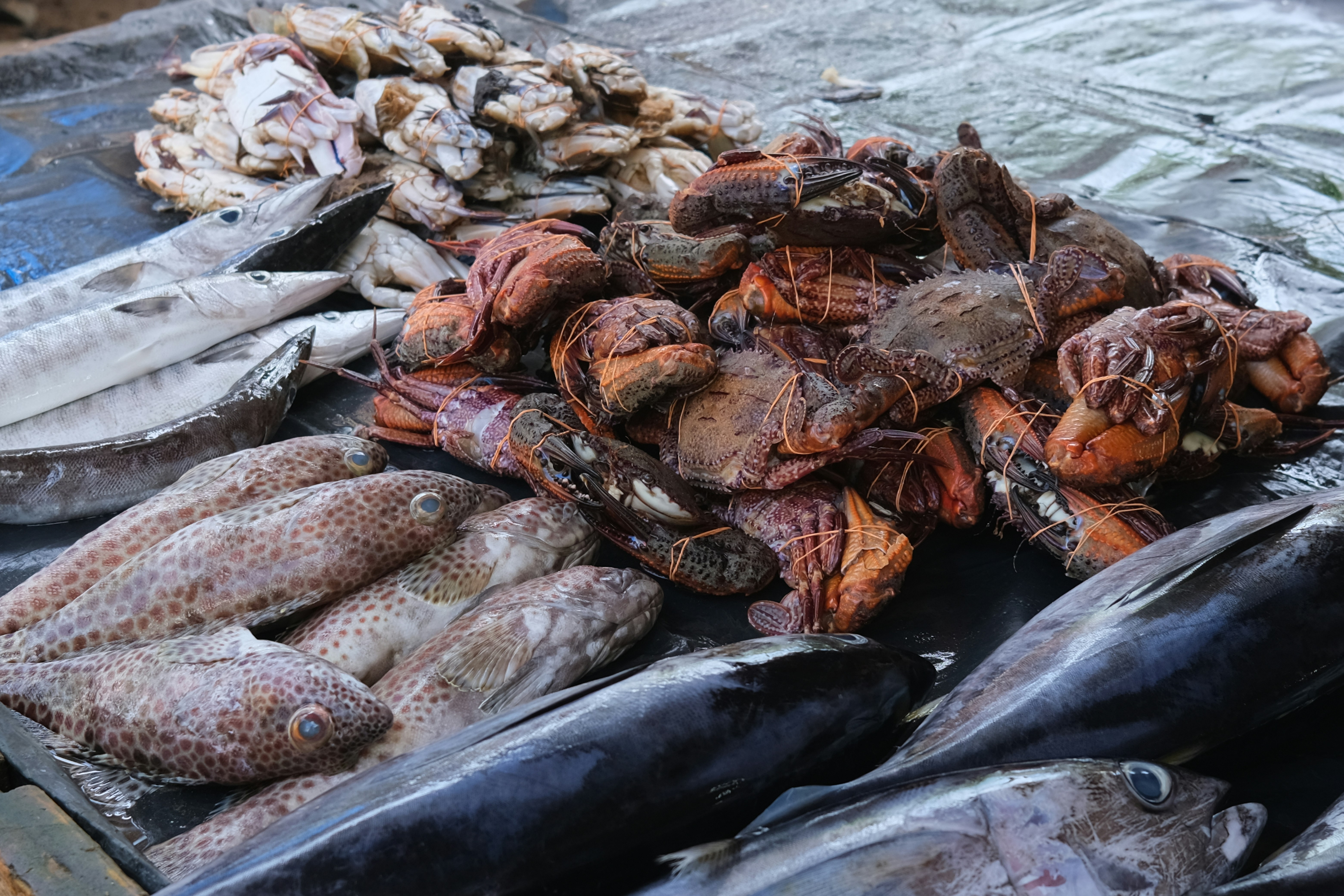 Assortment of fresh fish and seafood displayed at market