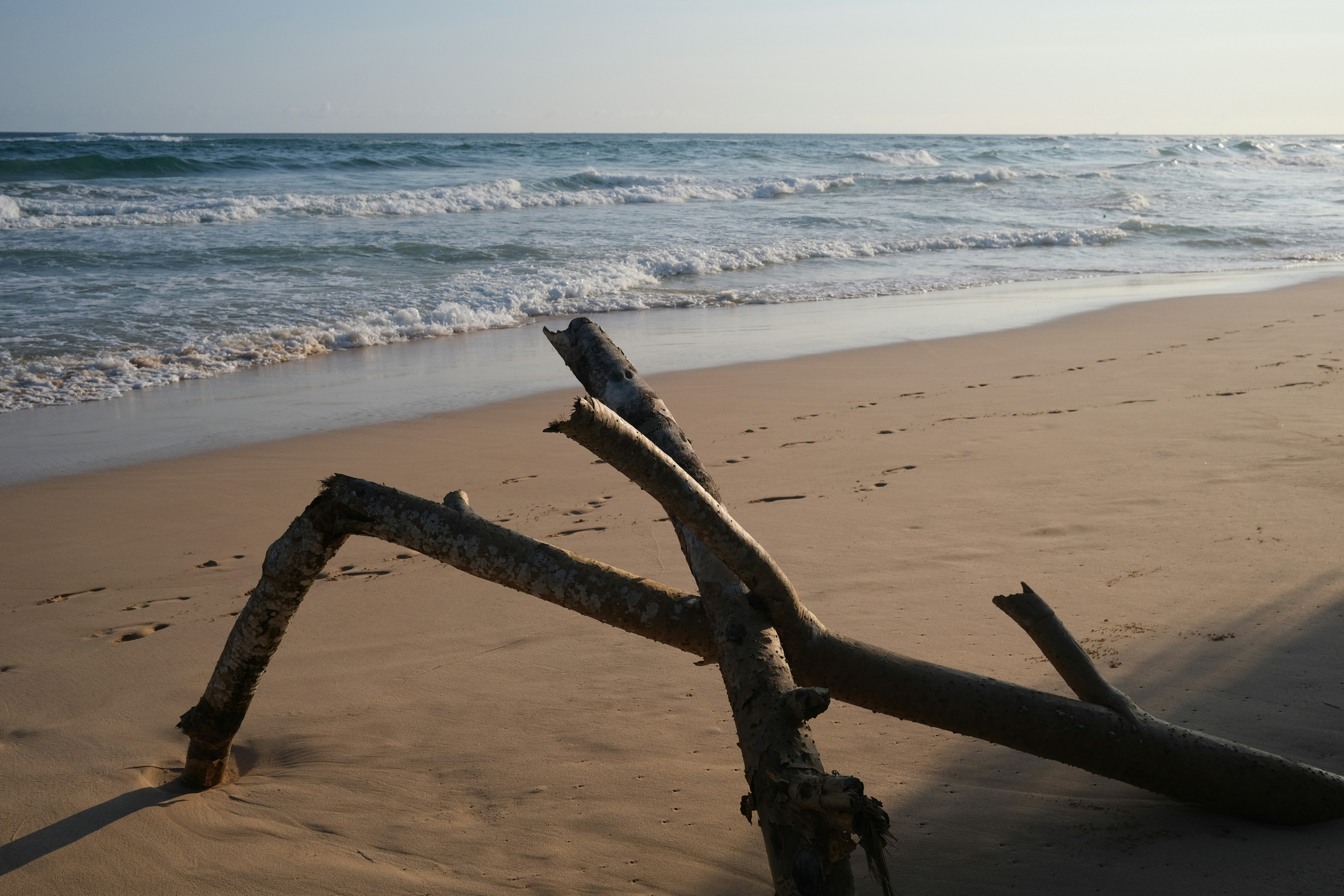 Driftwood Battle on the Quiet Shore