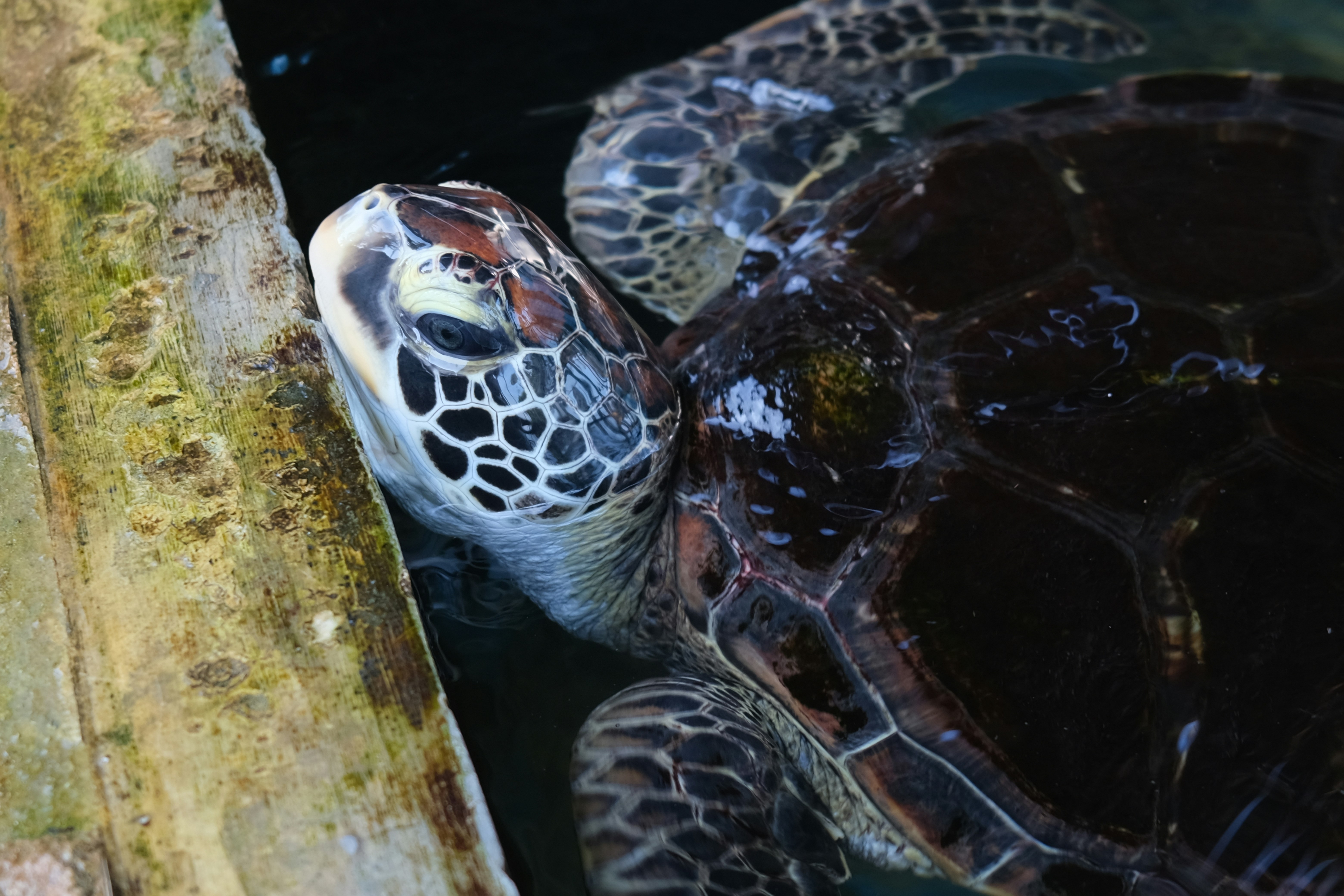 Close-up of a sea turtle peeking between a wooden post and dark water, the head and patterned skin prominent as the shell glints underwater.