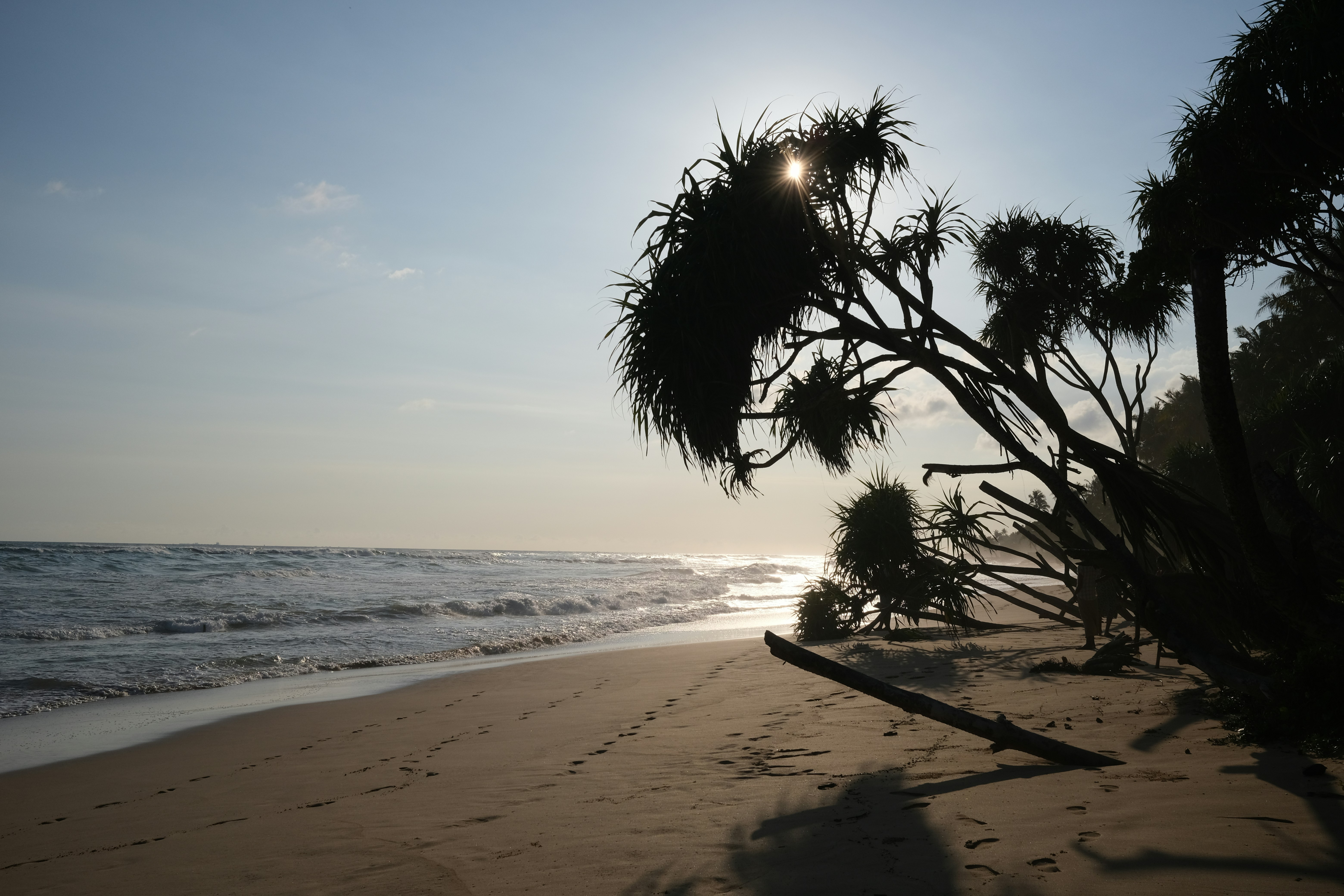 Sunlit Coastal silhouettes: a windswept palm on a quiet shoreline