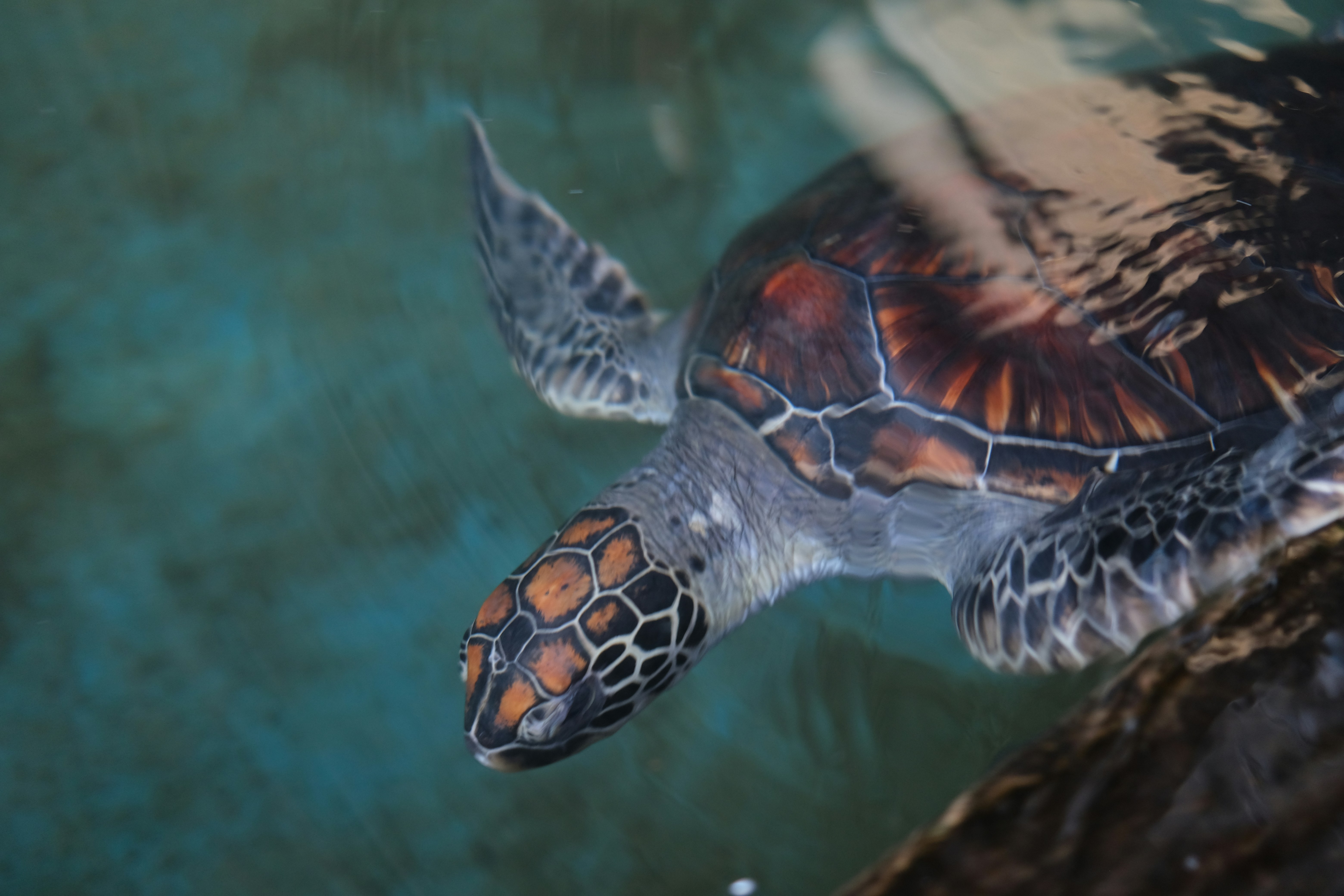 Gliding underwater: a sea turtle's quiet approach toward the light