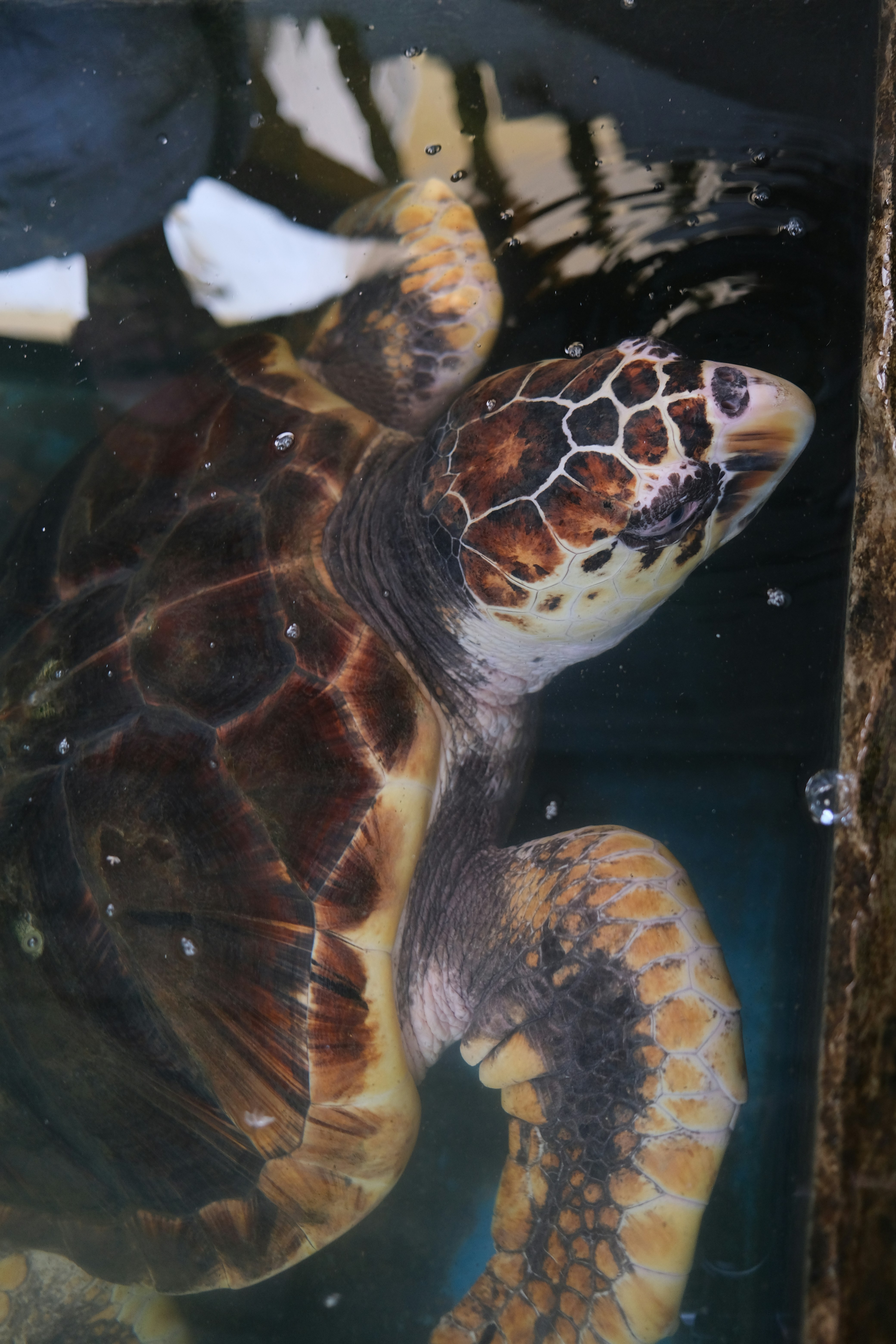 Emerald in Glass: A Close-Up of a Sea Turtle in a Tank