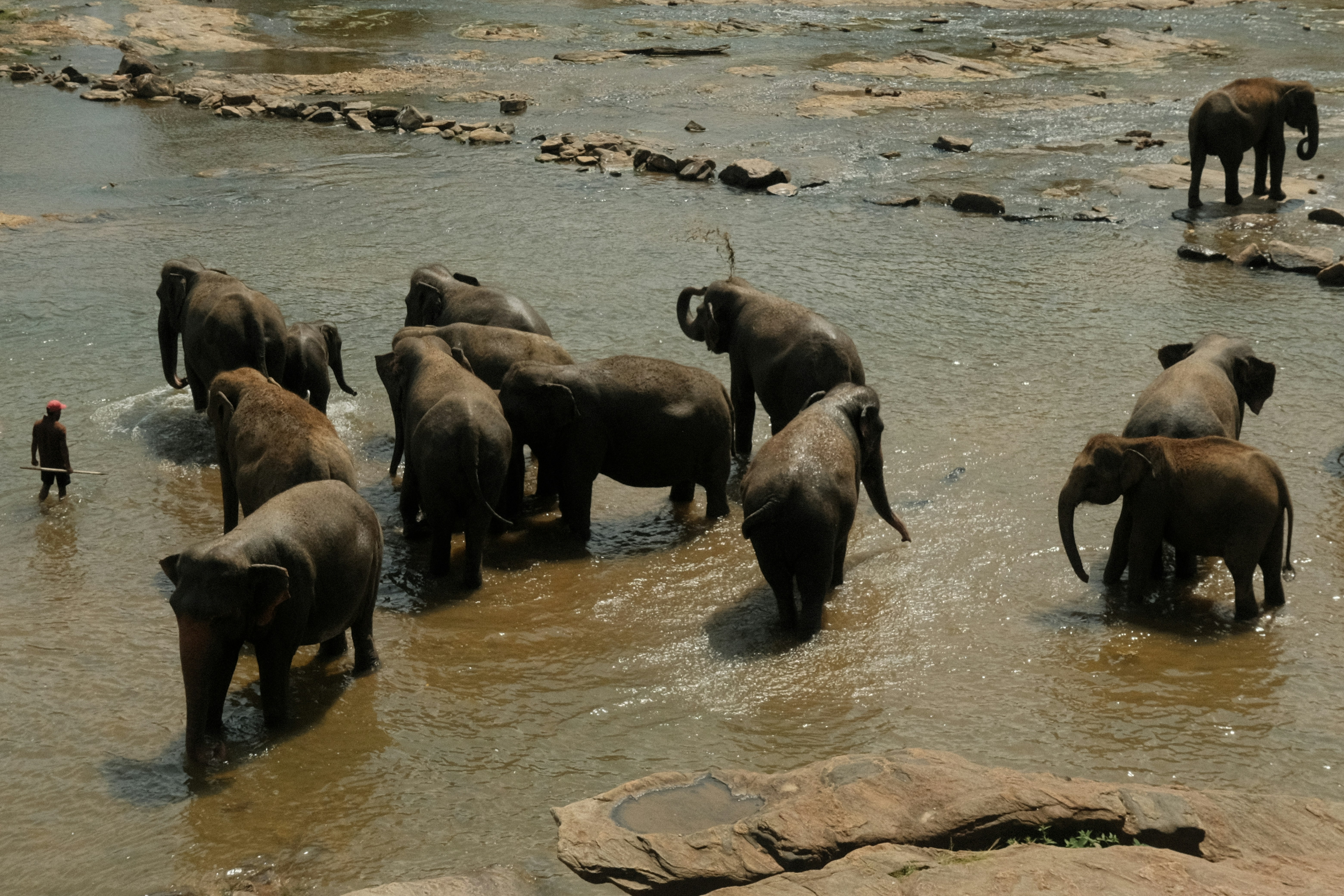 Herd at the River Crossing
