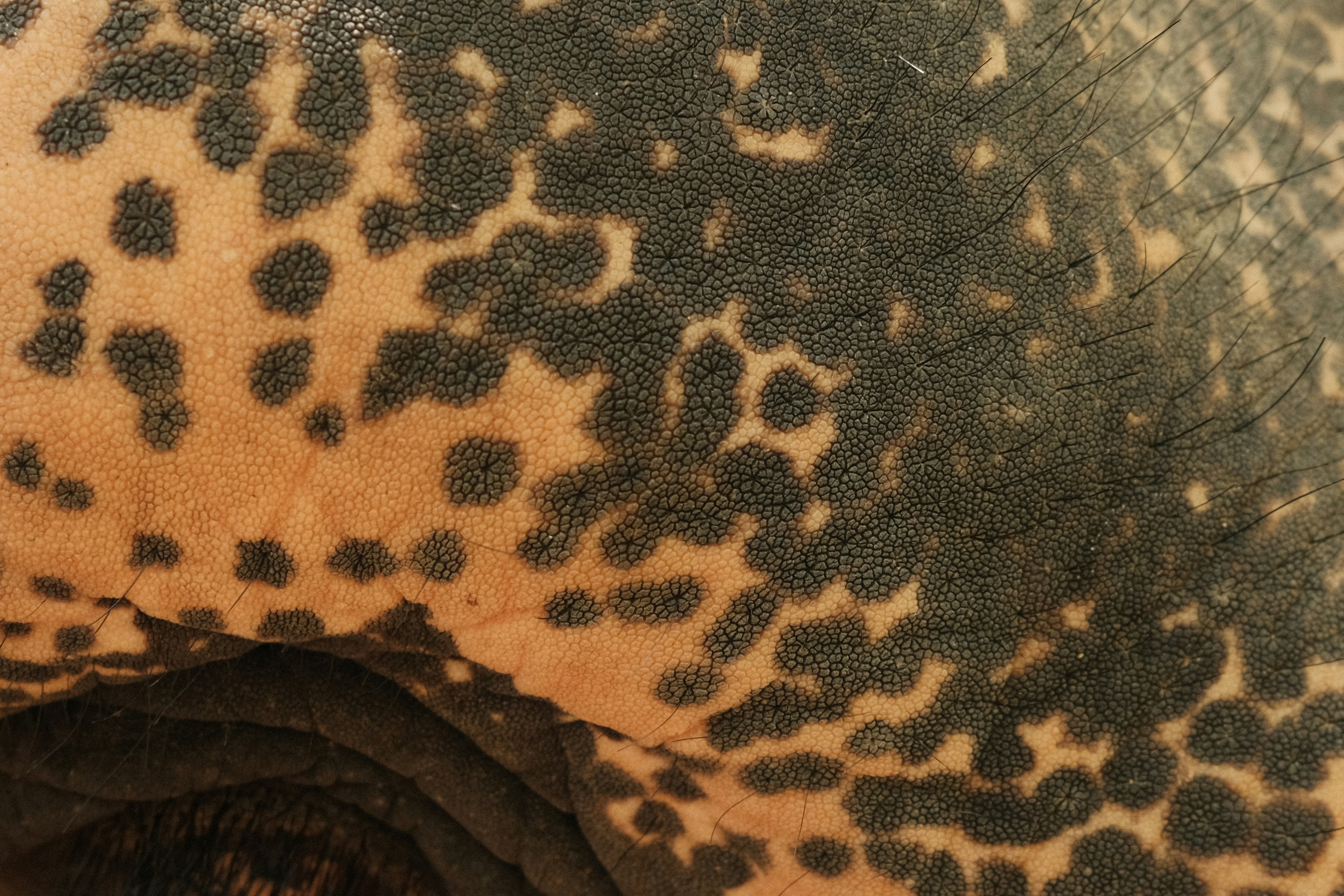 Spotlight on Texture: Leopard-Patterned Skin Up Close