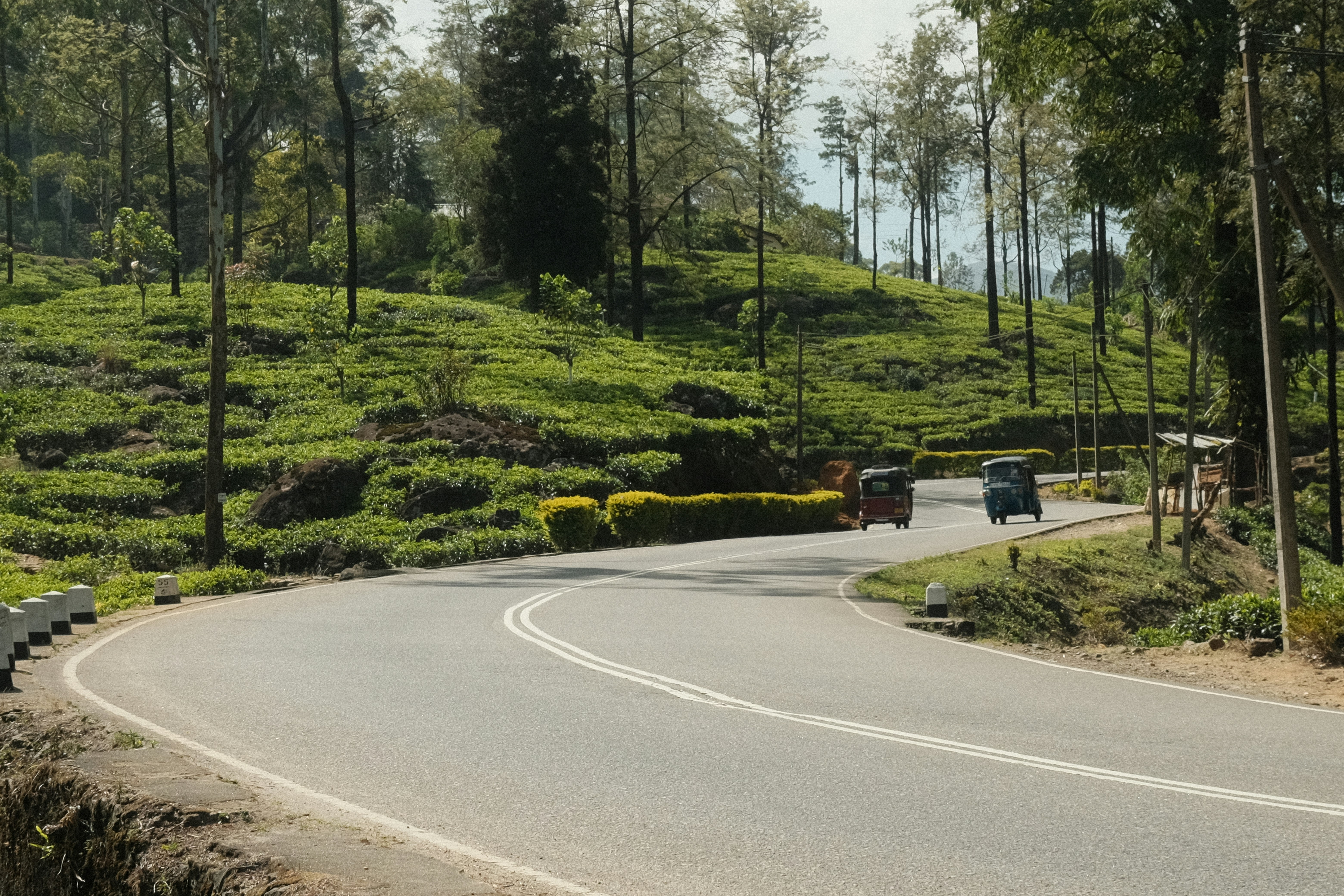 Winding Lane Through Tea Hills with Heritage Vehicles