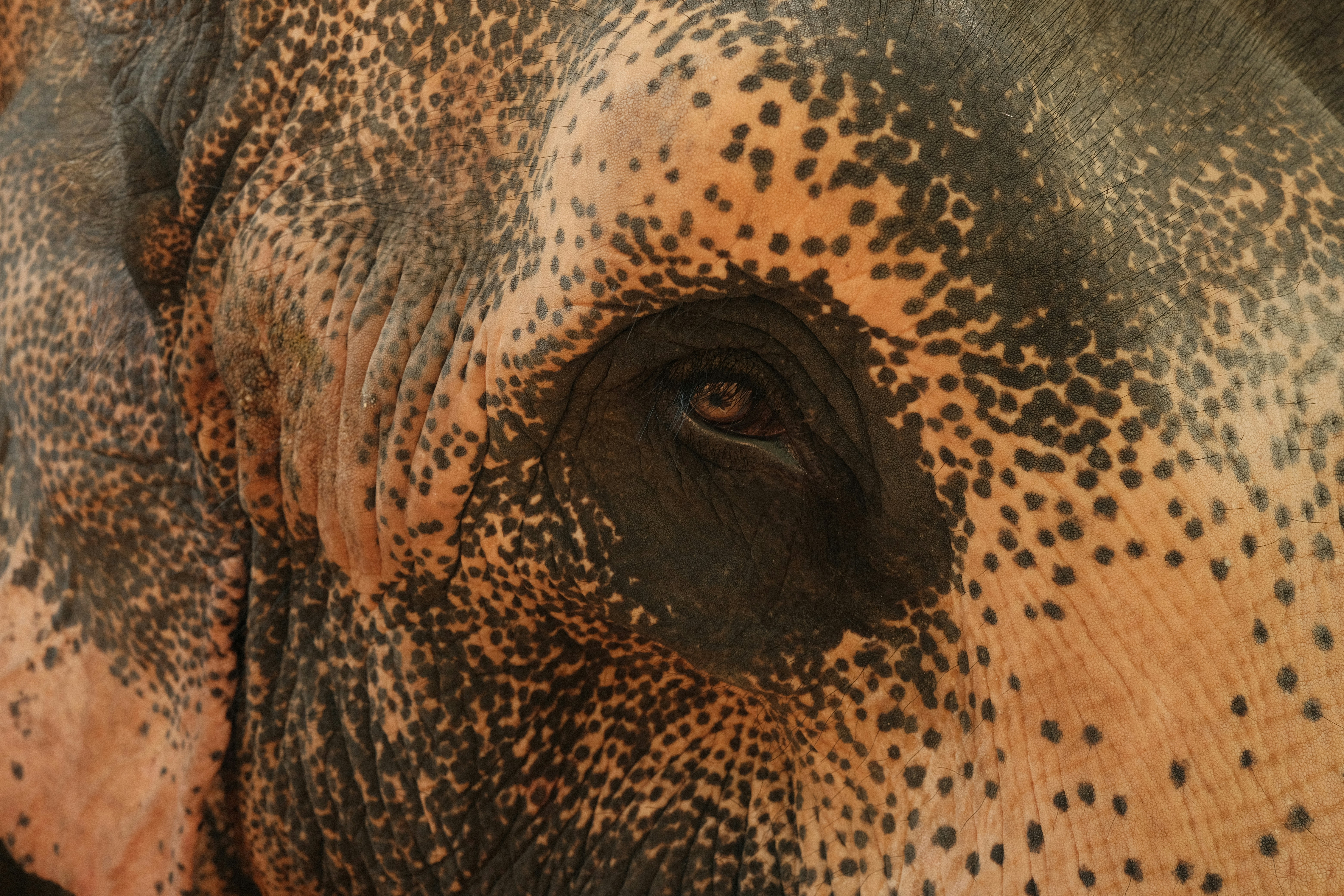 Whisper of Eyelid: An Elephant Gaze in Dappled Light