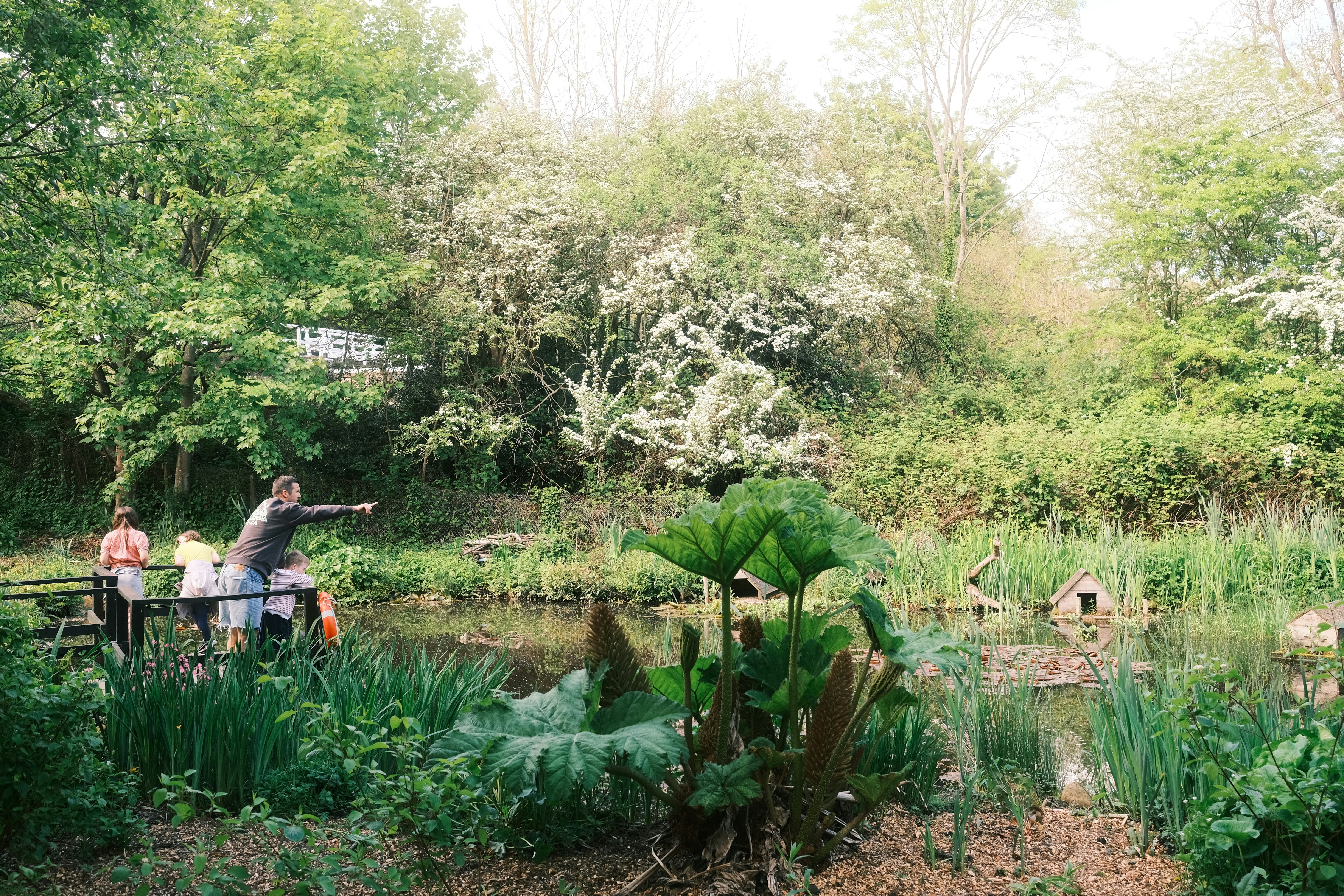 Garden Corner: People, Pond, and Pathway in Bloom