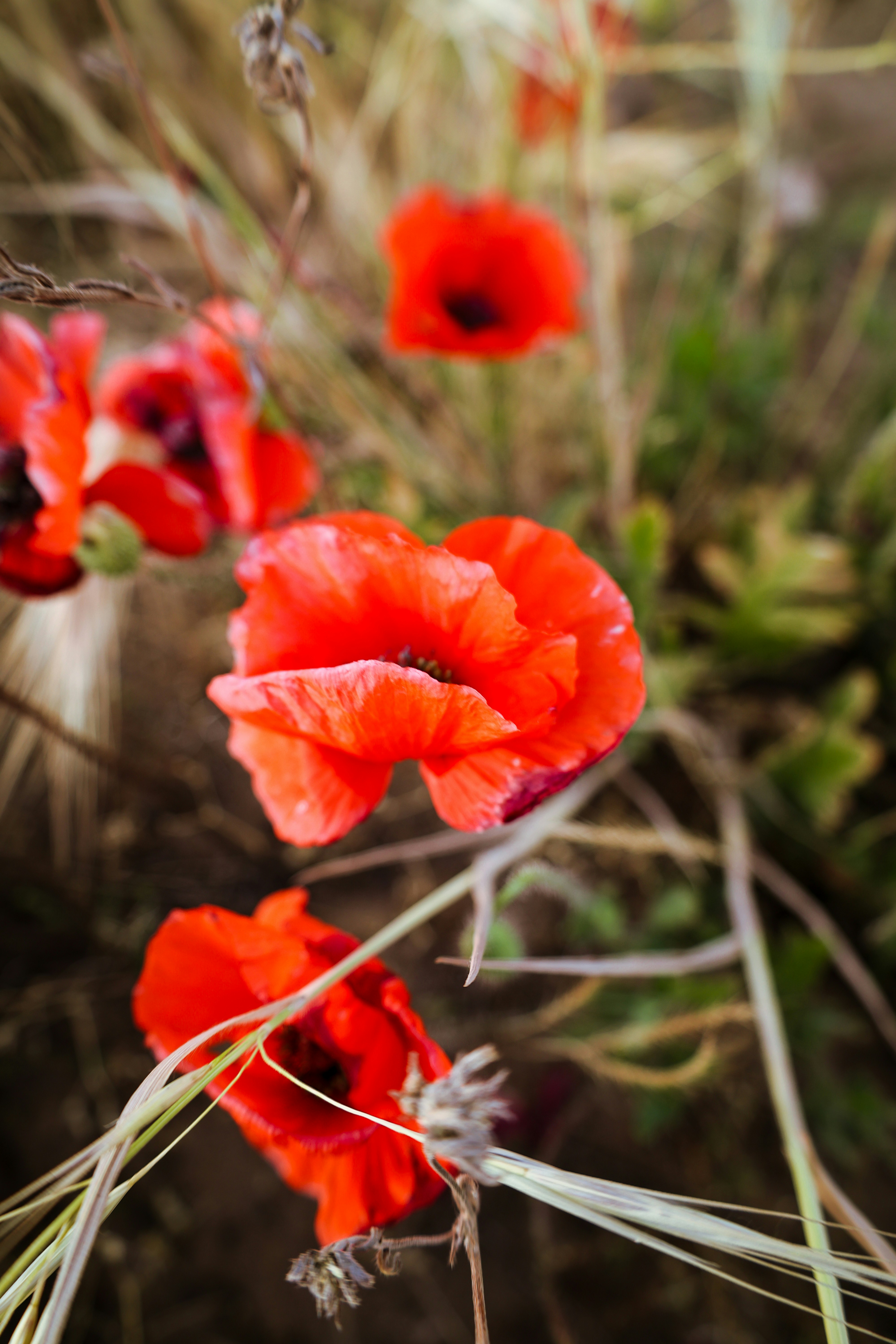 Crimson Poppies in a Field of Blur