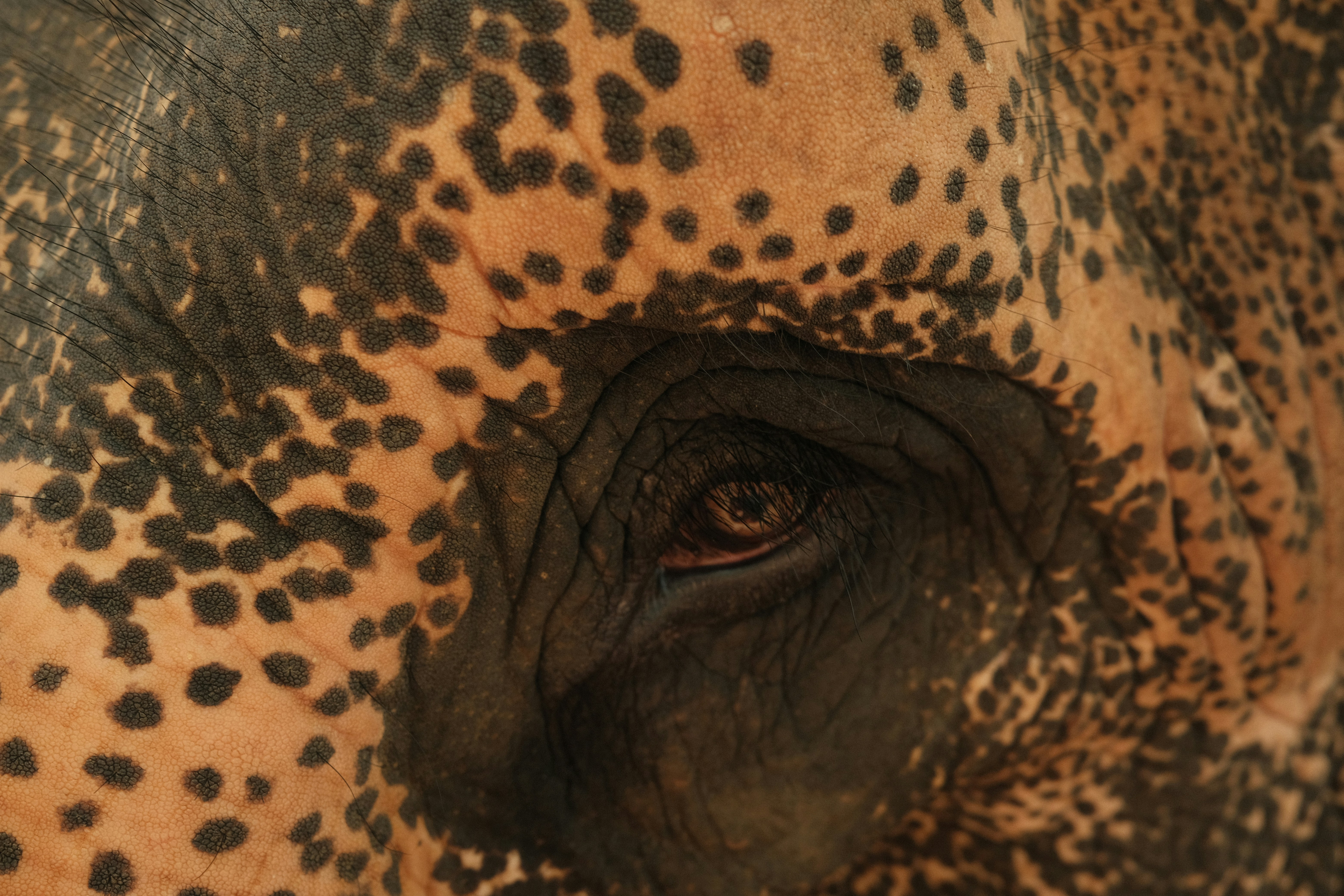 Eye of the Serengeti: A Leopard’s Gaze Through Dappled Light