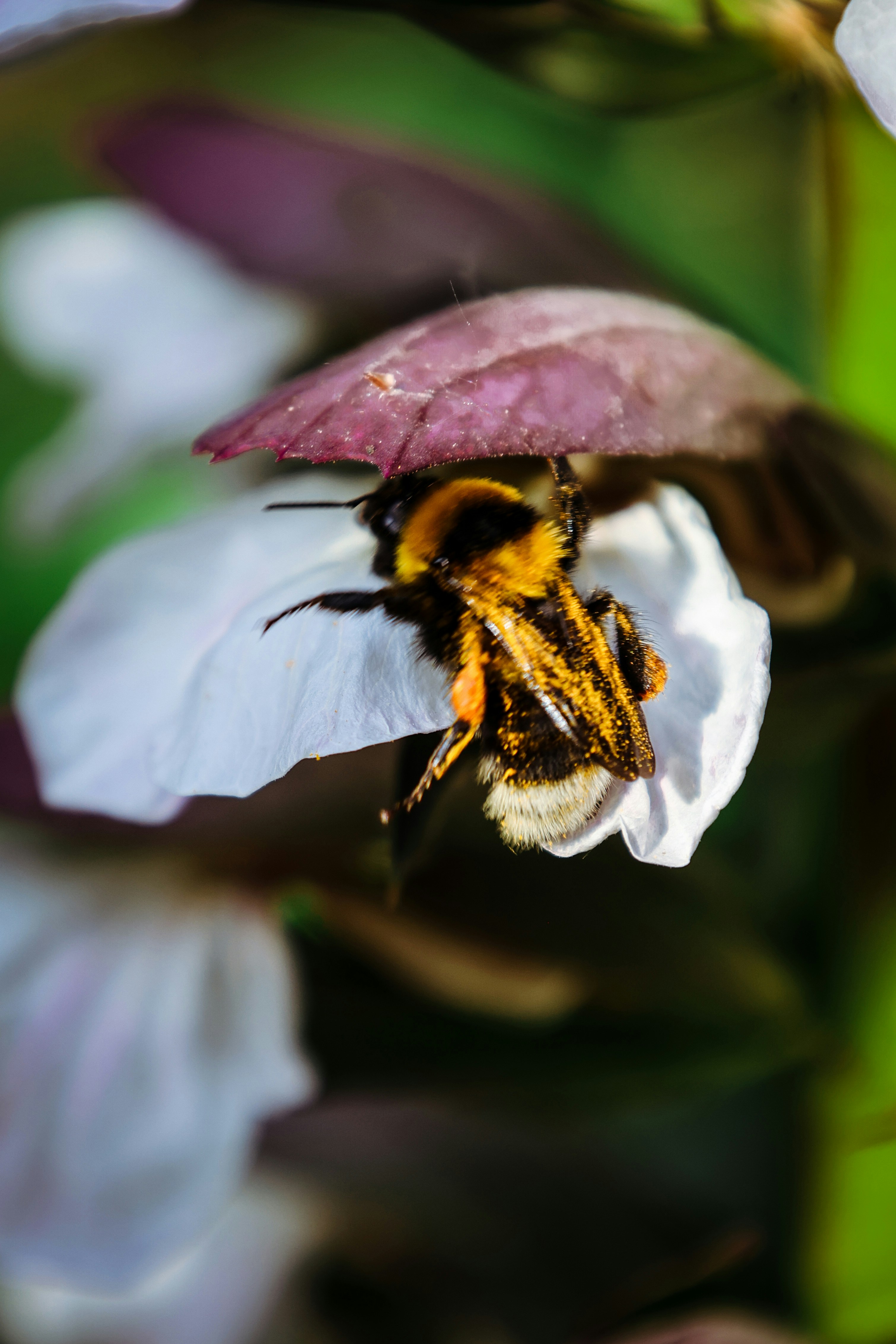 A bee tethered to a white petal under a maroon blossom